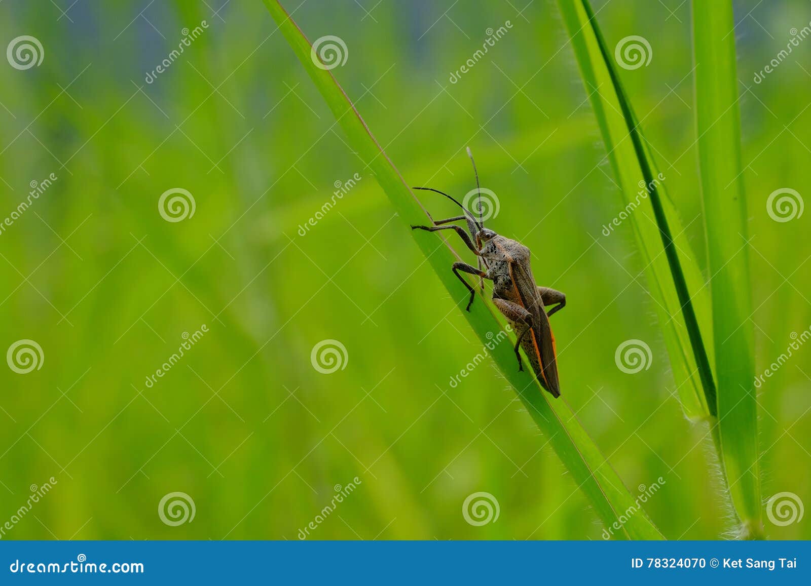 Stink bug resting on grass stock photo. Image of resting - 78324070