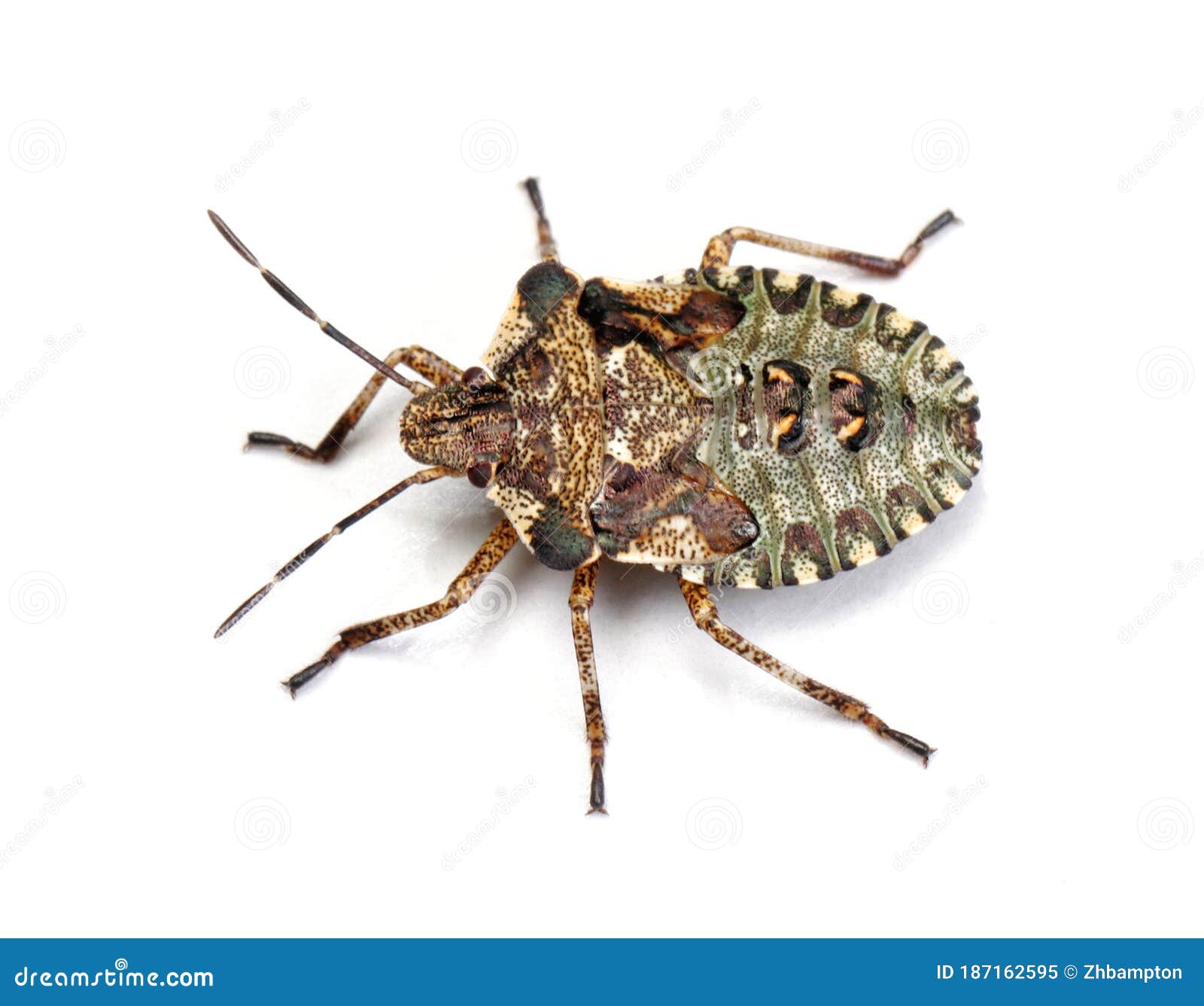 Stink Aka Shield Bugs, Nezara Viridula, Adult In Winter Colors. Top And ...