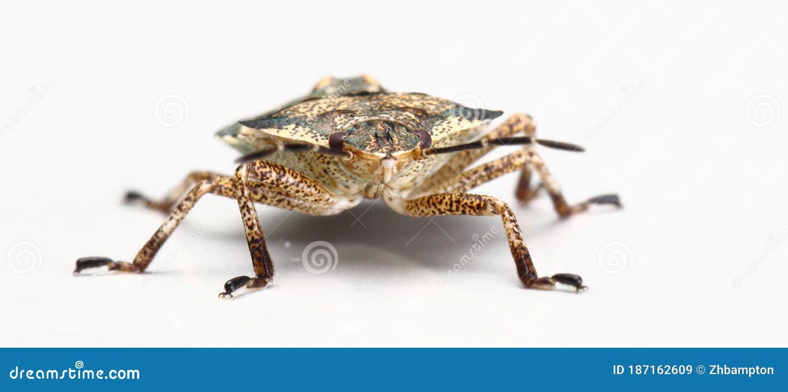 Stink Aka Shield Bugs, Nezara Viridula, Adult In Winter Colors. Top And ...