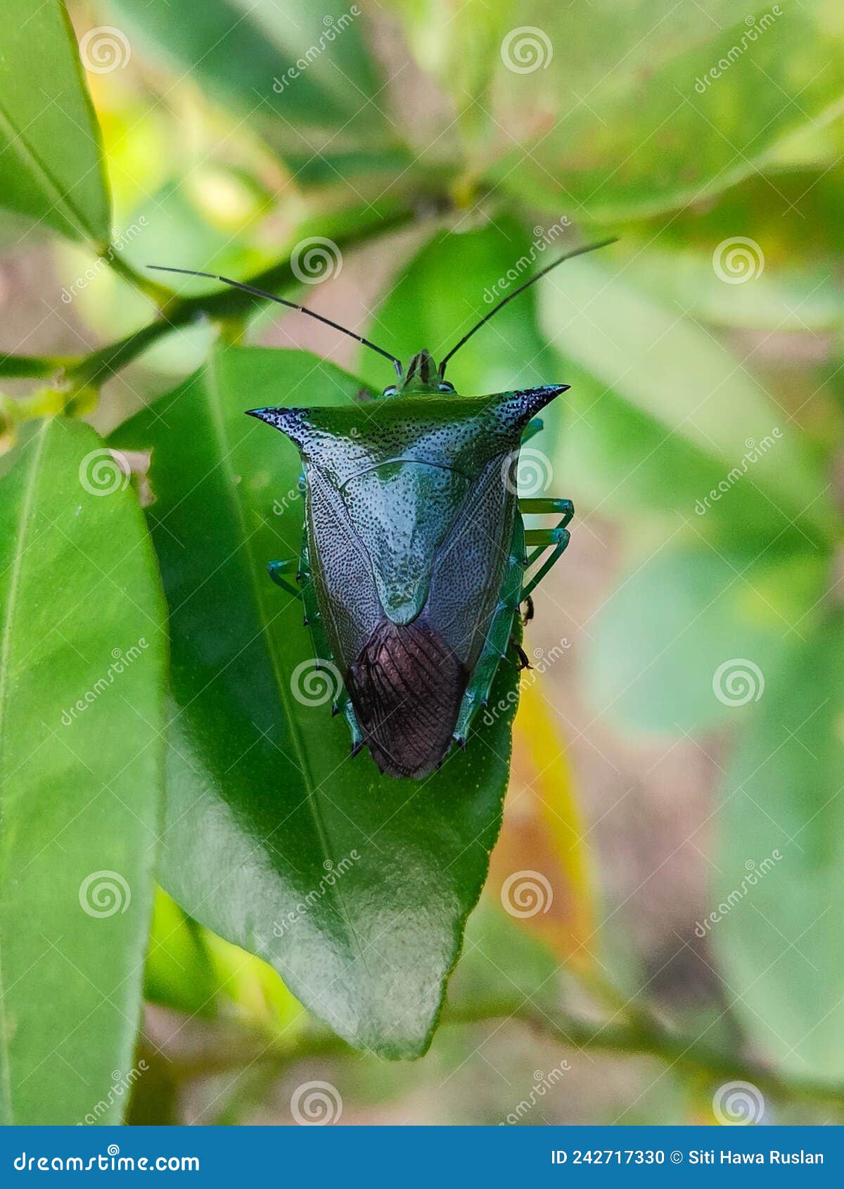 A Stink Bug or Shield Bug. a Family of Pentatomidae. Also Called Citrus ...