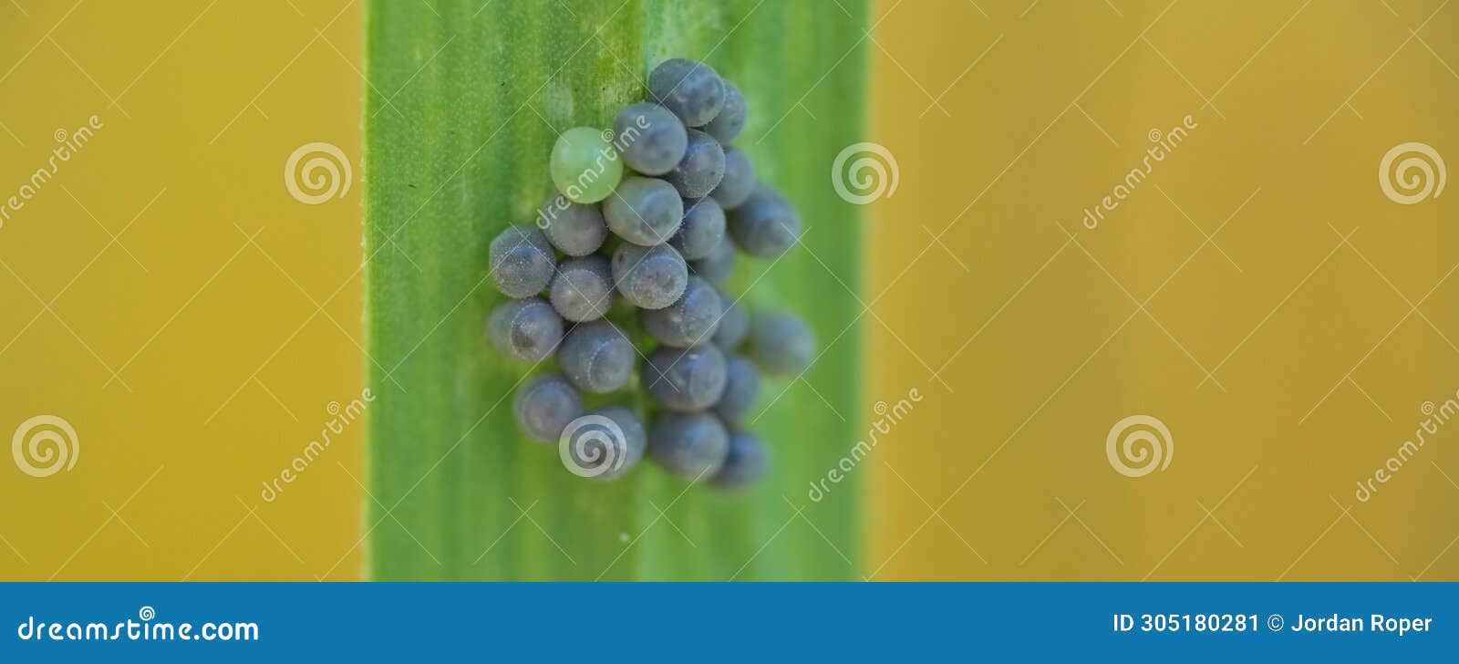 Stink Bug Shield Bug Unhatched Stock Image - Image of lifecycle ...