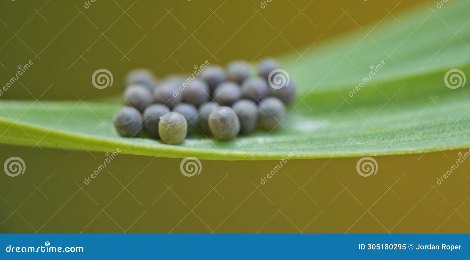 Stink Bug Shield Bug Unhatched Stock Image - Image of hemiptera ...