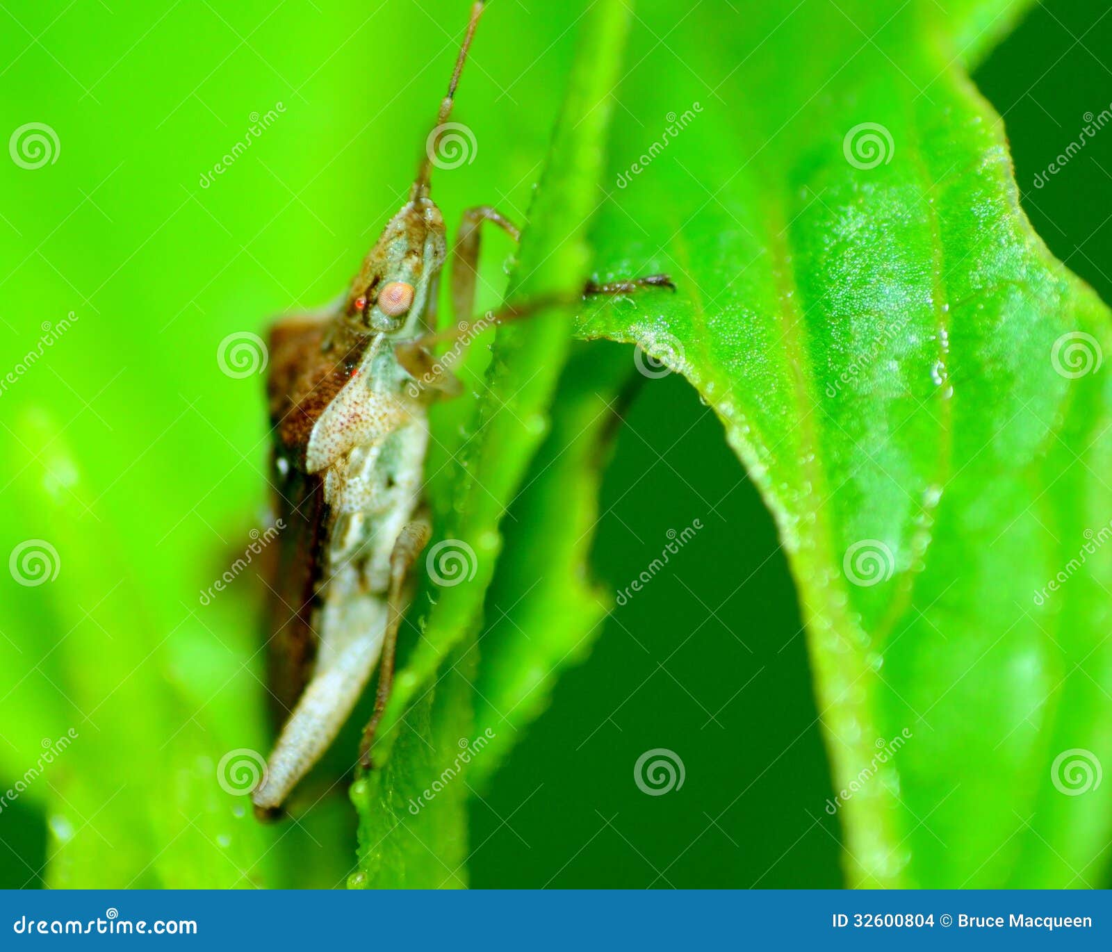 Stink bug stock photo. Image of fauna, wildlife, insect - 32600804