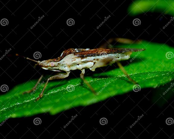 Stink bug stock photo. Image of fauna, wildlife, stink - 32721814