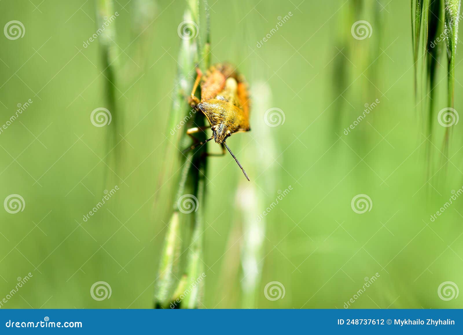The Stink Bug Sits on the Grass Stock Photo - Image of creature, halys ...