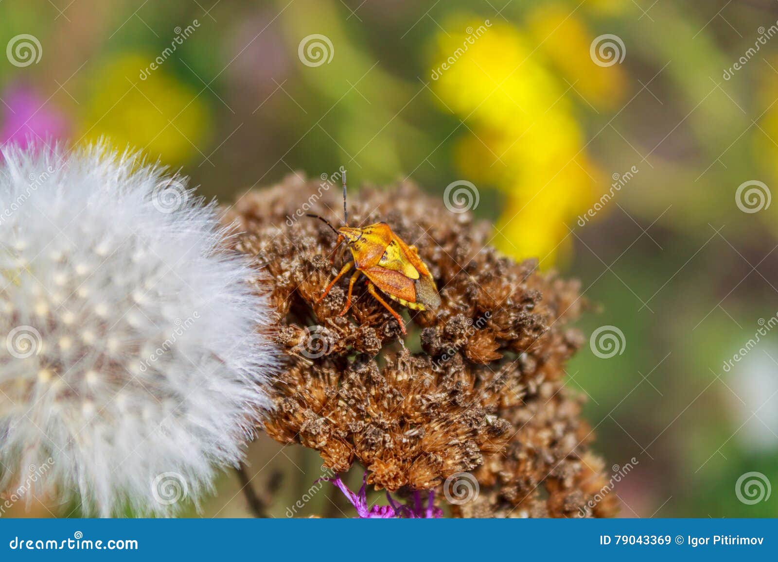 Stink bug stock image. Image of taraxacum, wildlife, flower - 79043369