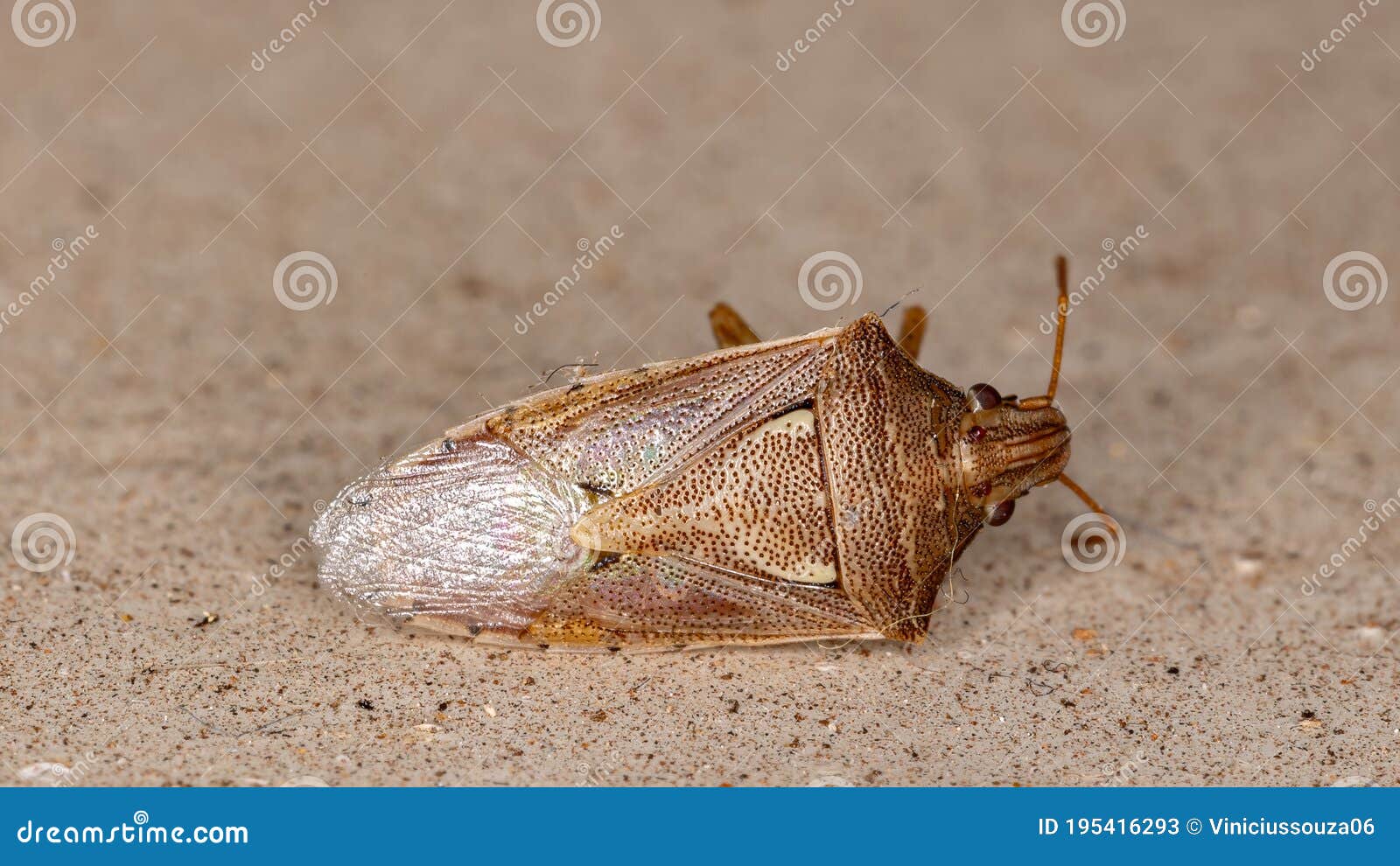 Stink Bug stock image. Image of green, animals, brazilian - 195416293