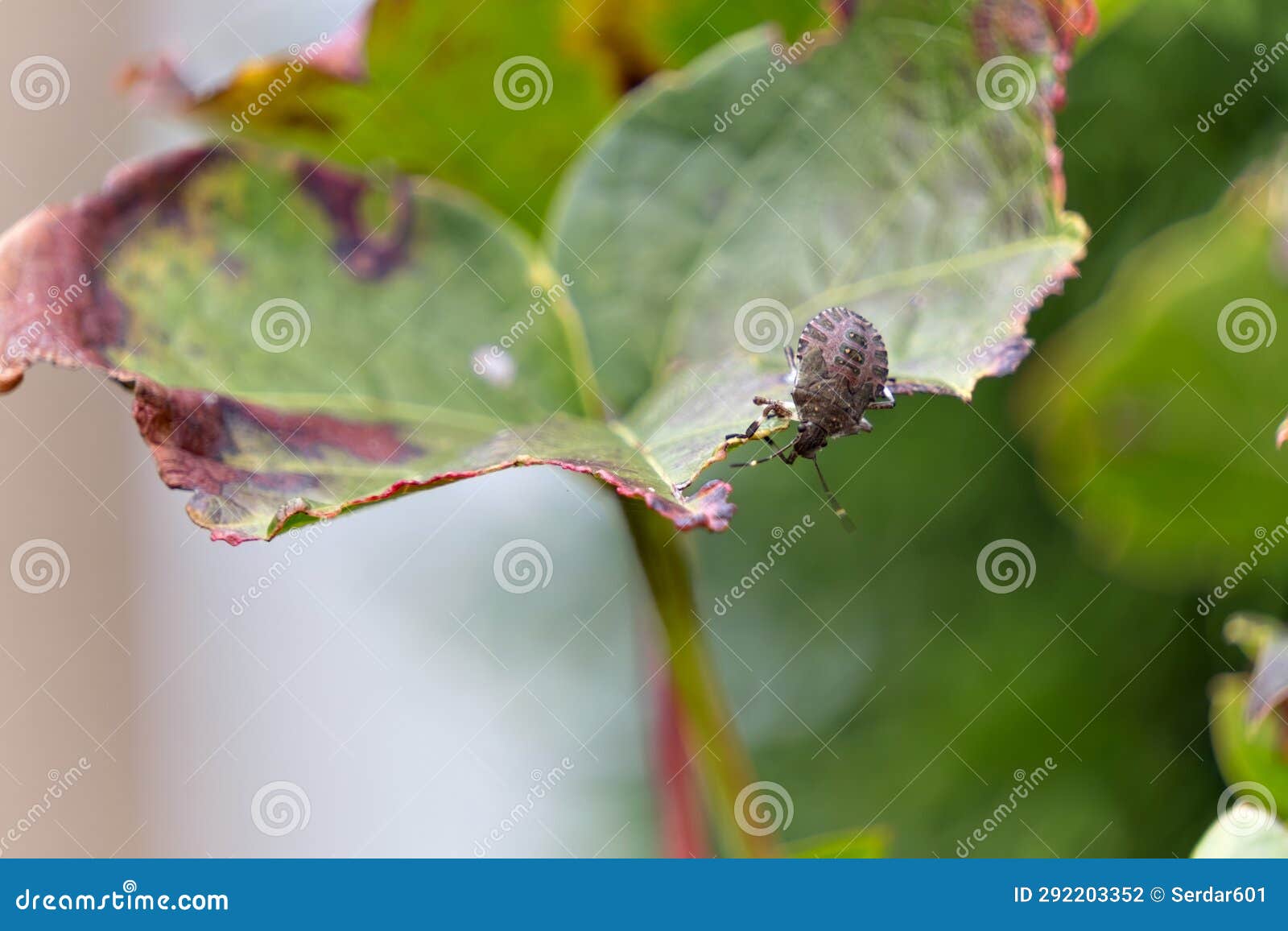 Stink Bug stock photo. Image of blossom, invertebrate - 292203352 Stink Bug stock photo. Image of blossom, invertebrate - 292203352
