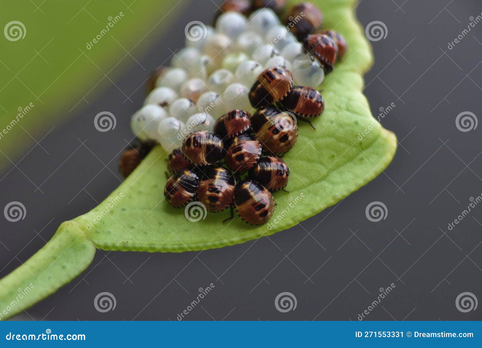Stink bug stock image. Image of garden, pentatomidae - 271553331