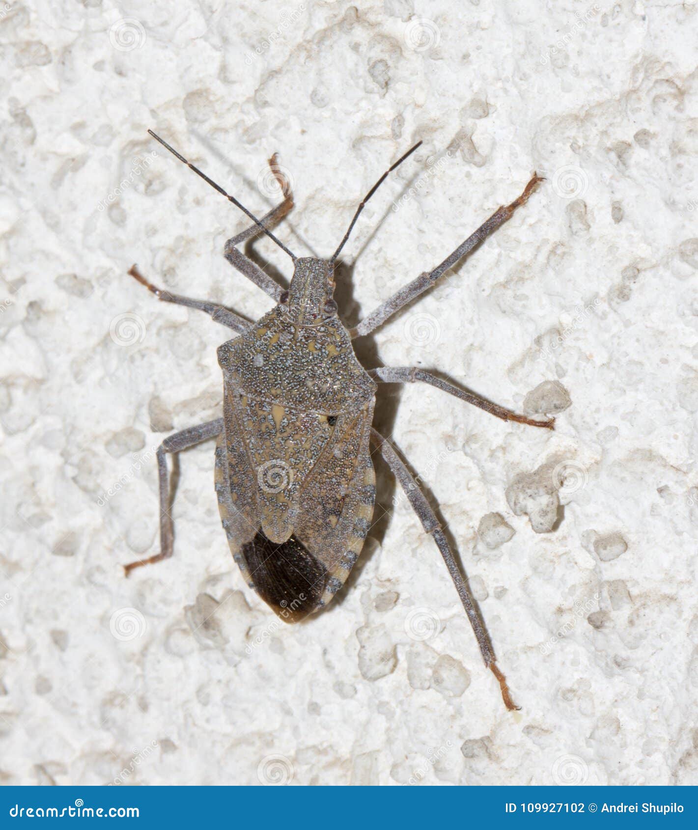 Stink Bug on the Wall. Macro Stock Photo - Image of acanthosomatidae ...