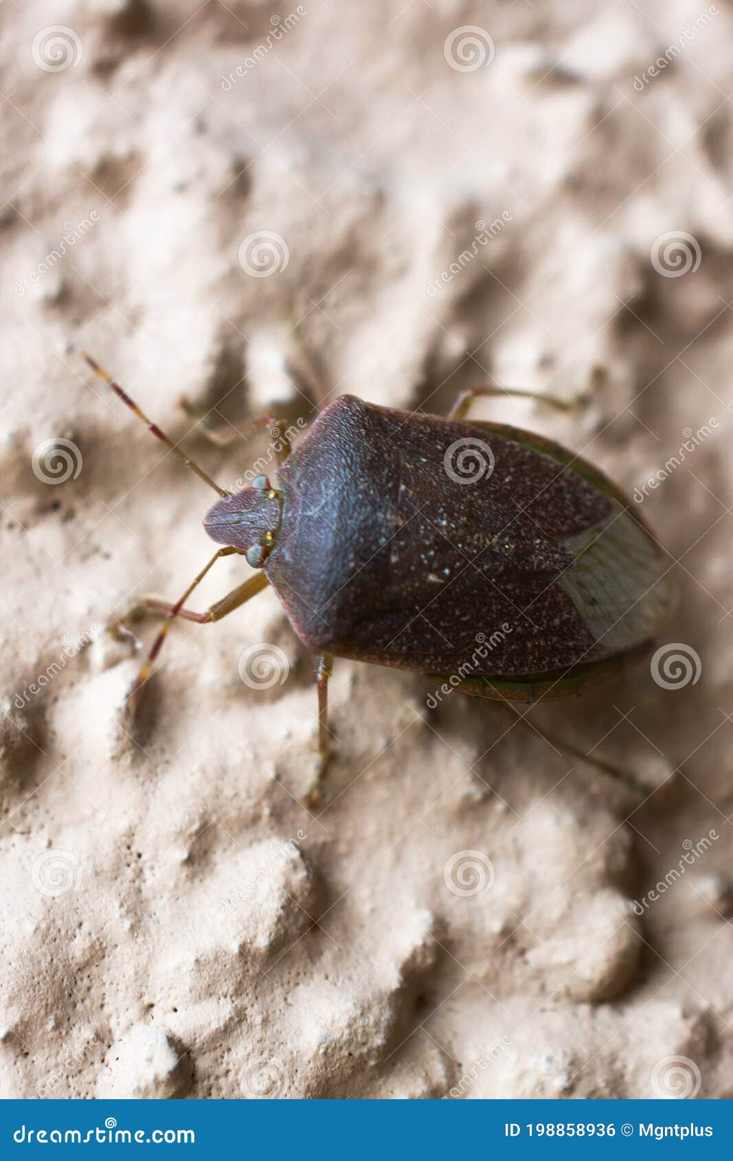 Stink bug on the wall stock photo. Image of fauna, invasive - 198858936