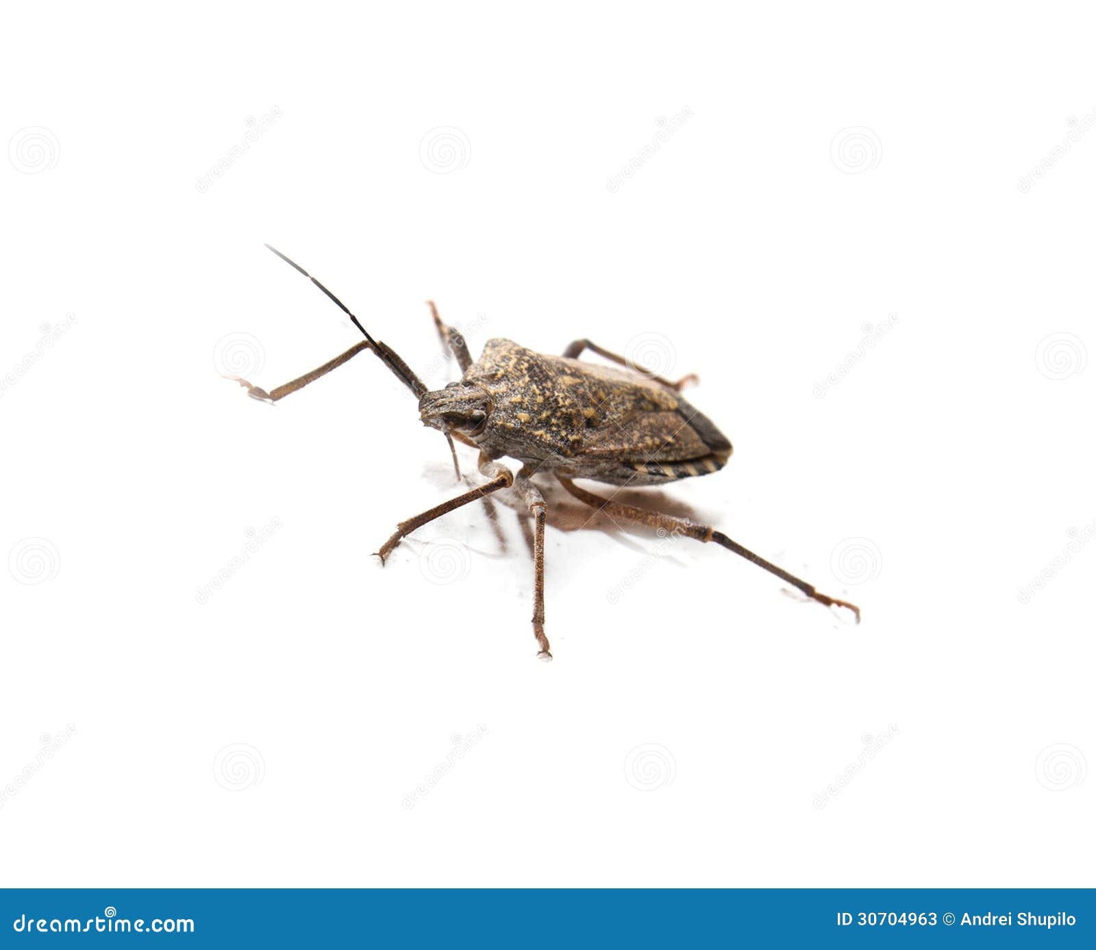 Stink bug stock image. Image of hemelytra, body, hemiptera - 30704963