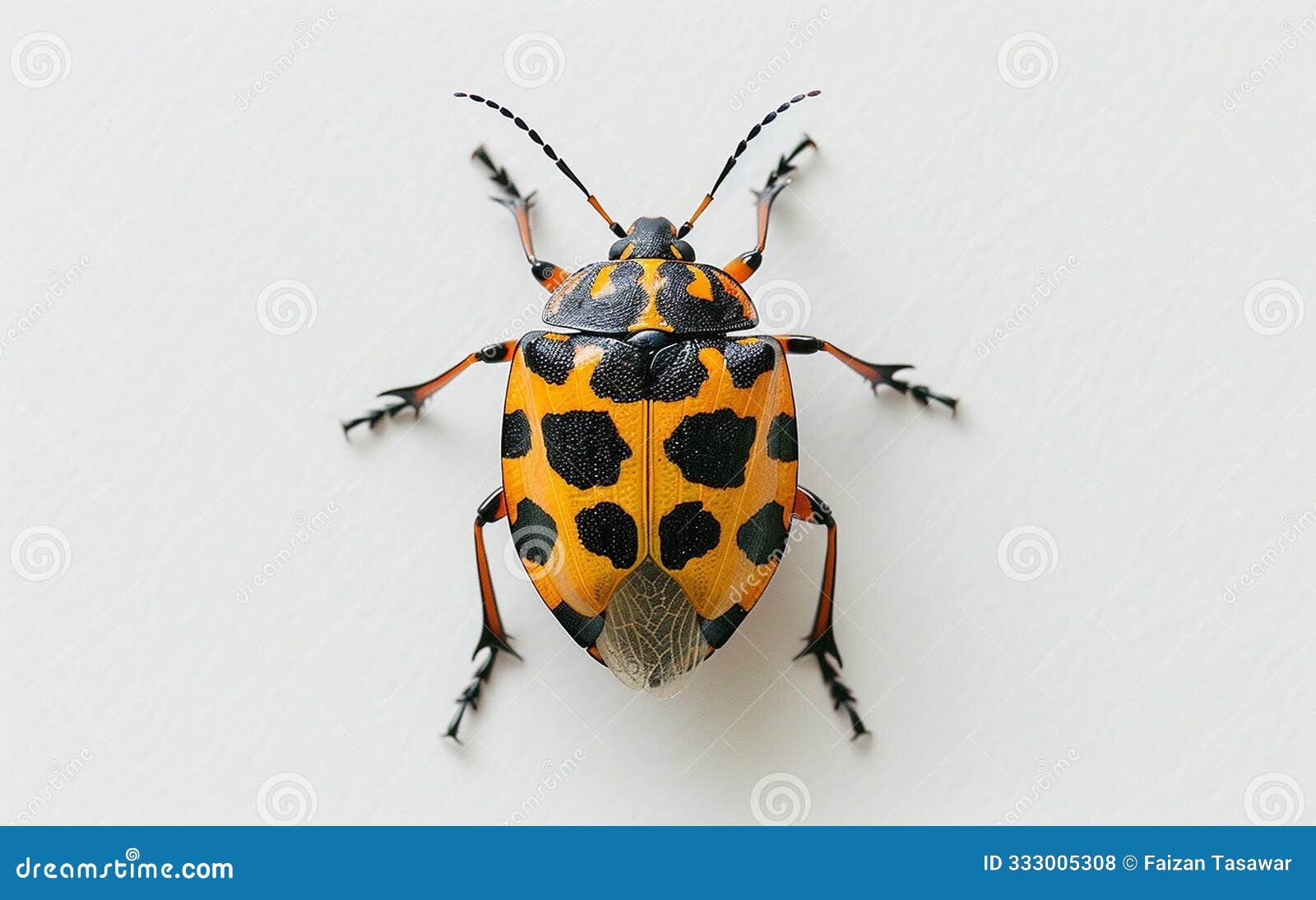 The Stink Bug on a White Background -Generative Ai Stock Photo - Image ...