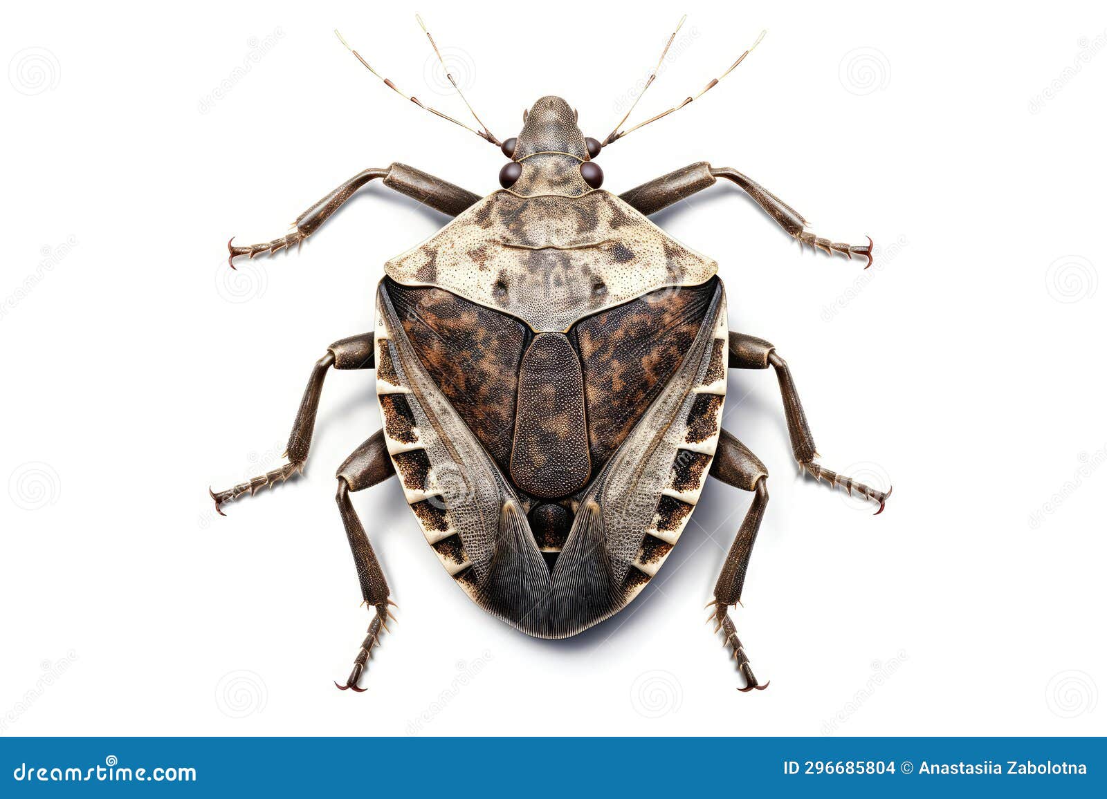 Stink Bug on White Background. Generative AI Stock Illustration ...