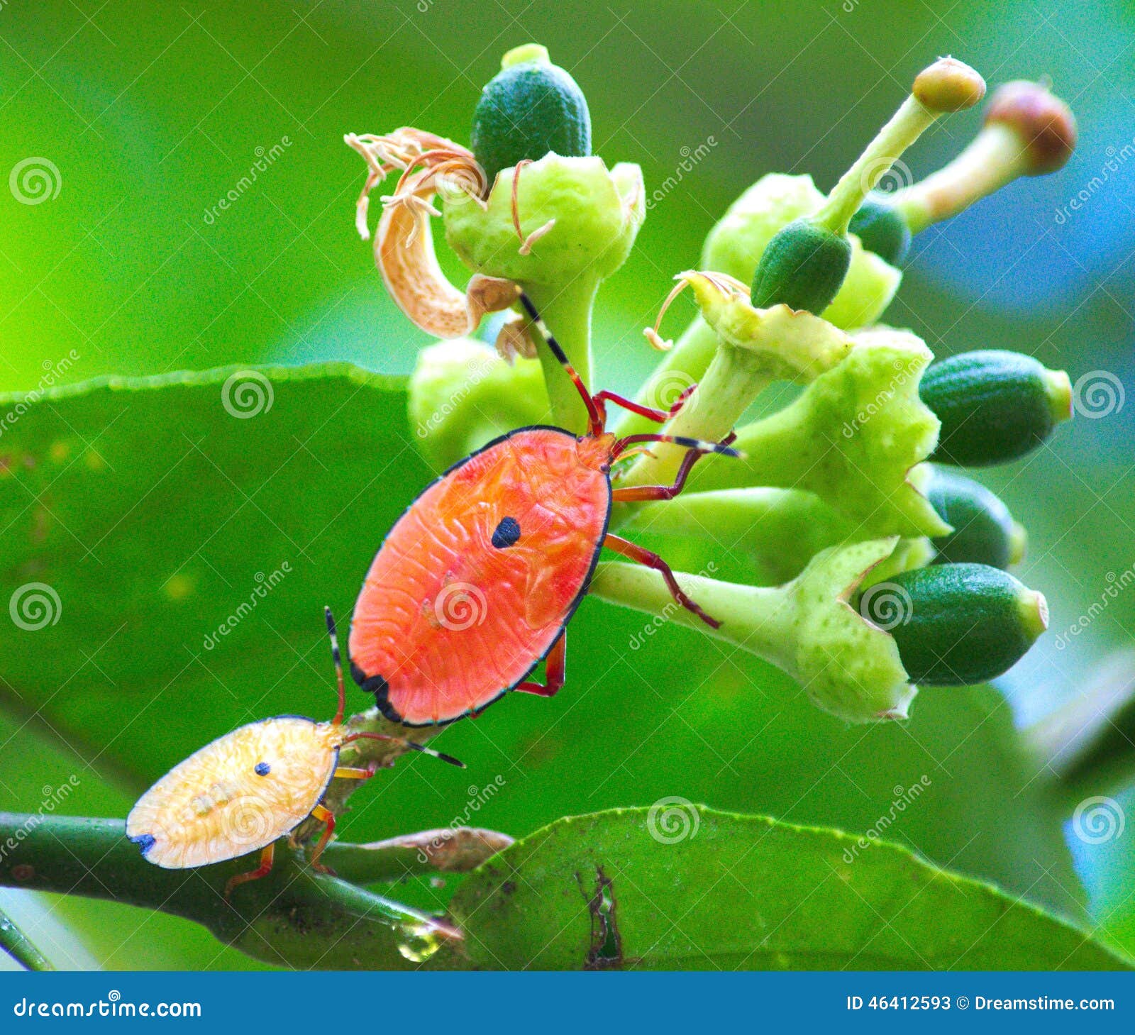 Stink Bugs or Bronze Orange Bugs Stock Image - Image of citrusbug, bugs ...