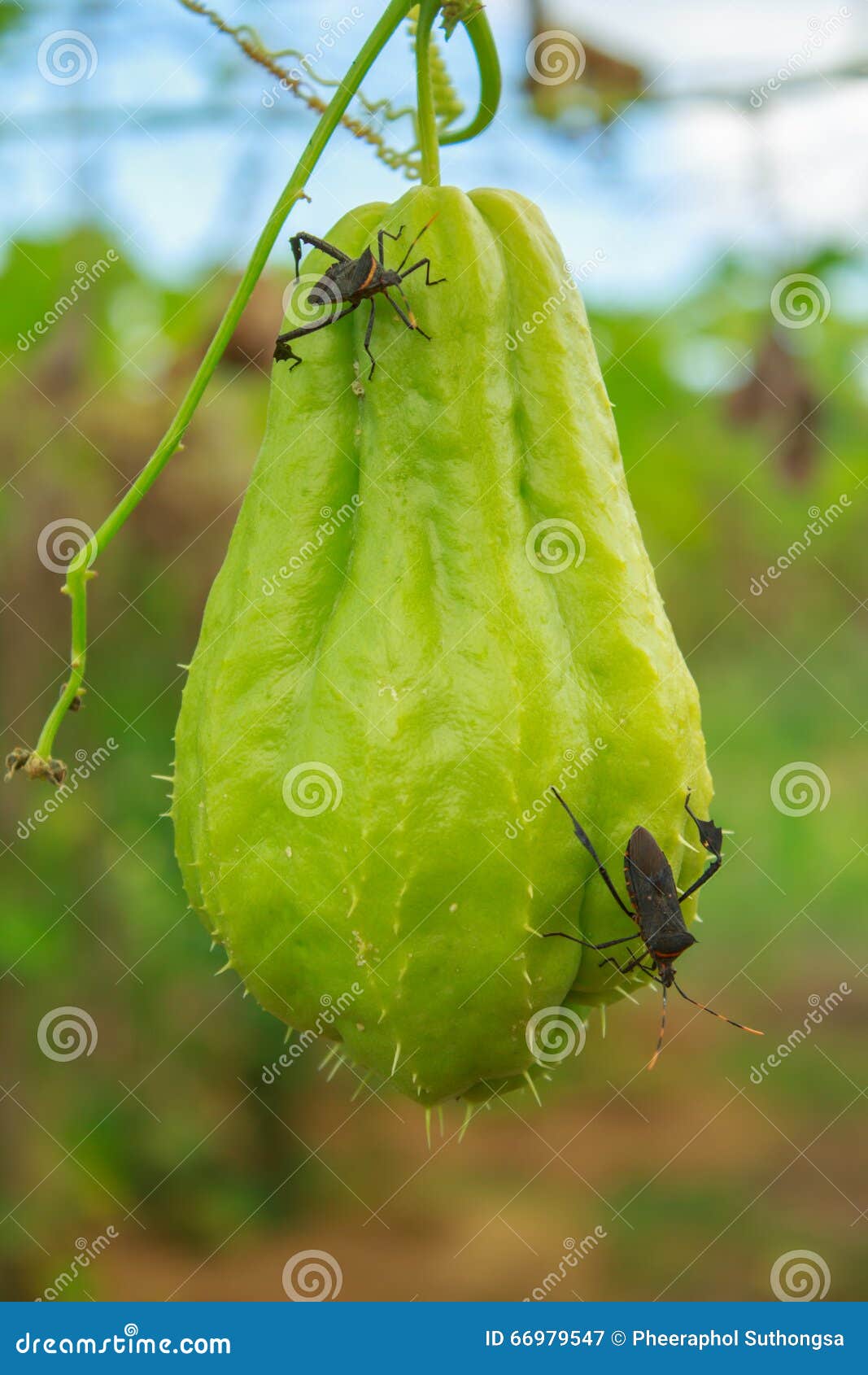 The Stink Bugs on Green Chayote Stock Image - Image of soldier, ripe ...