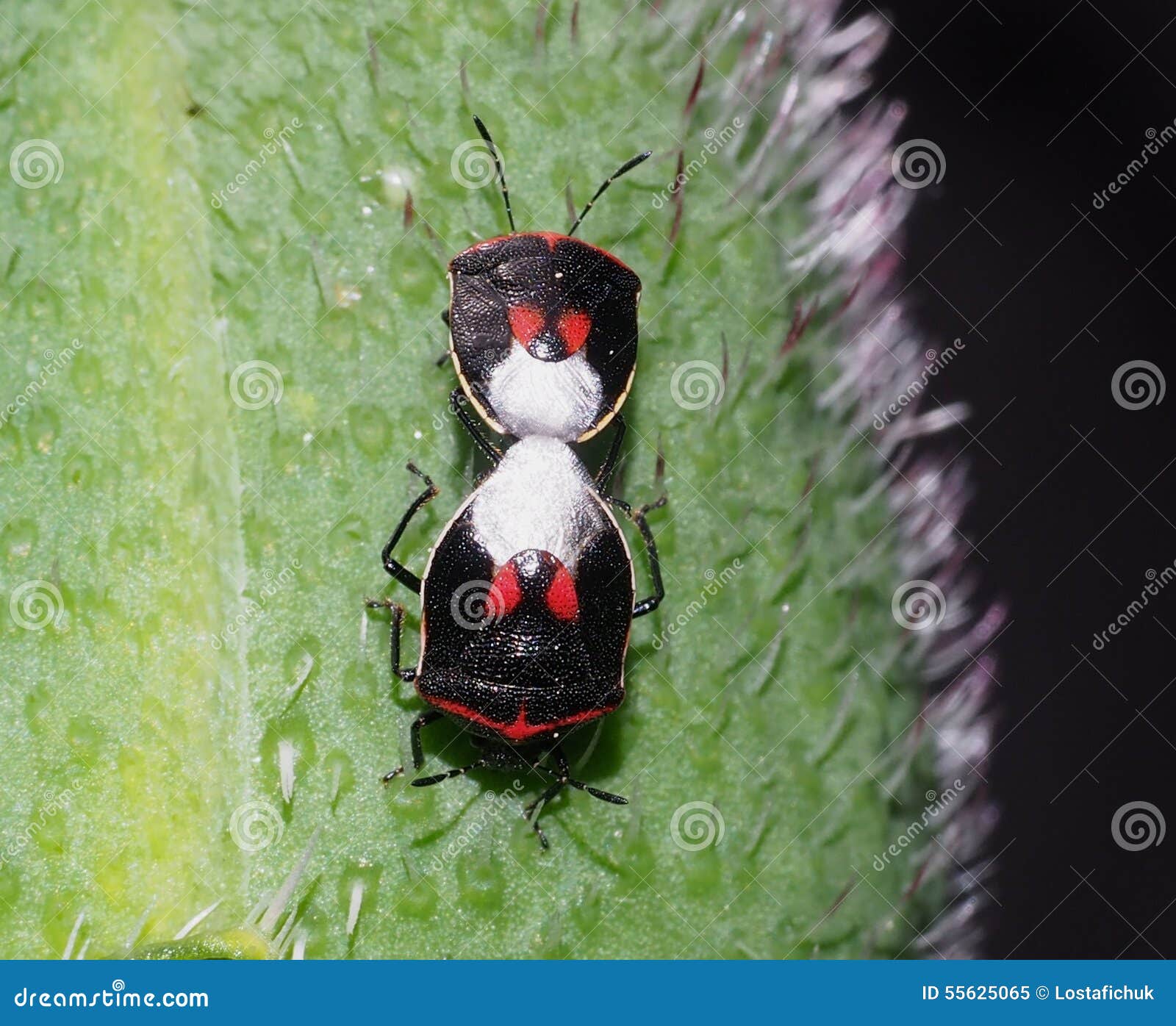 Stink Bugs Mating stock image. Image of hemiptera, bugs - 55625065
