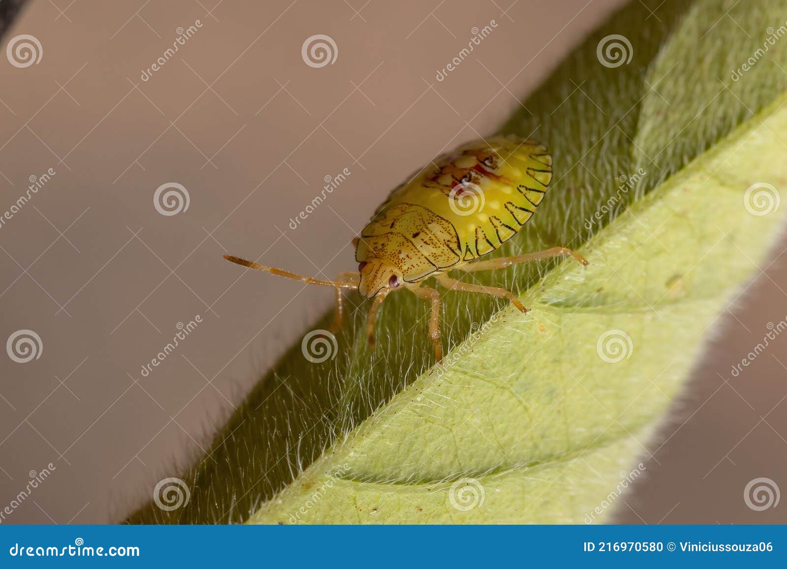 Stink Bugs Nymph stock photo. Image of shield, biology - 216970580