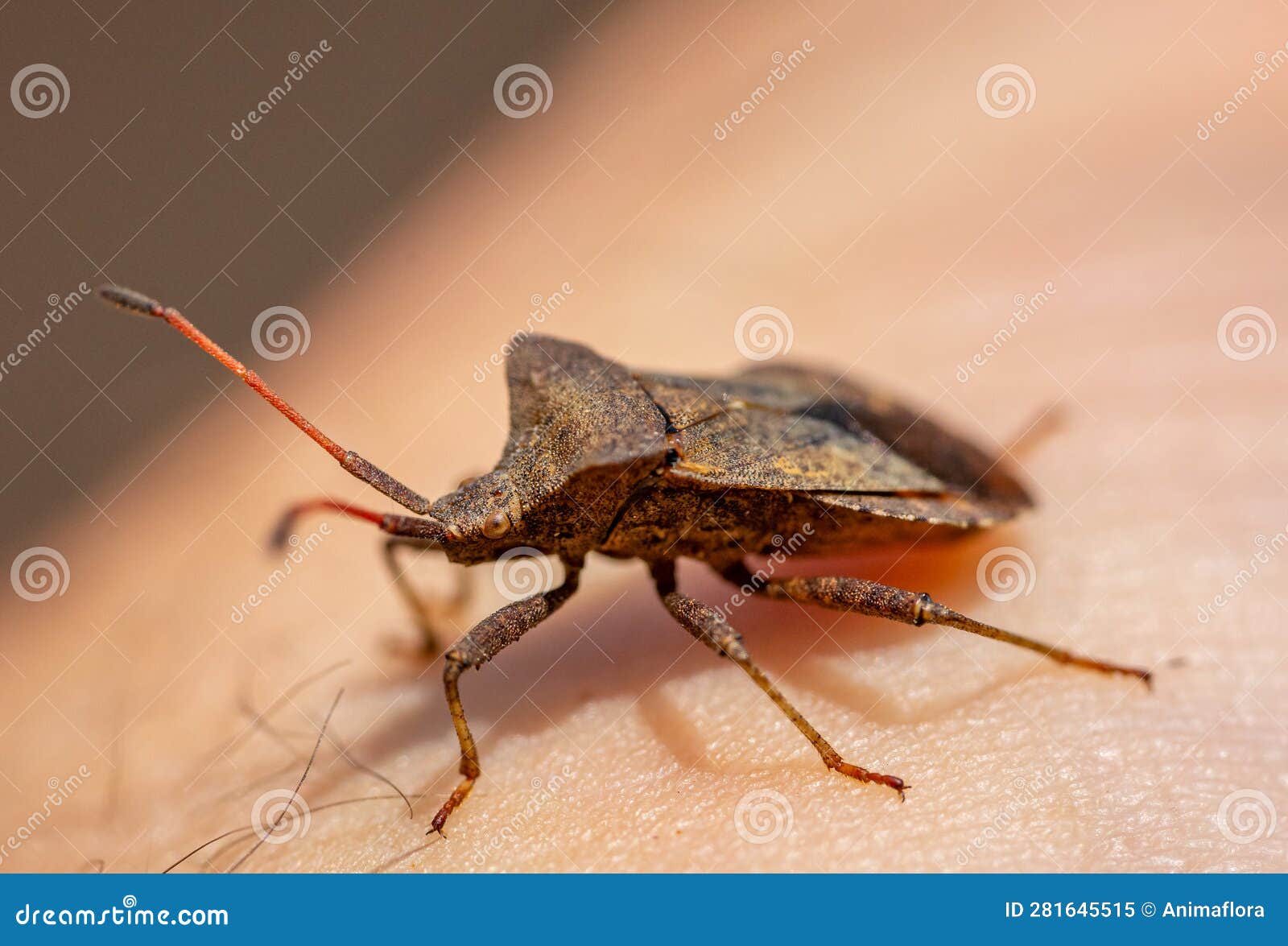 Stink Bugs (Pentatomidae) on a Hand Stock Image - Image of heteroptera ...