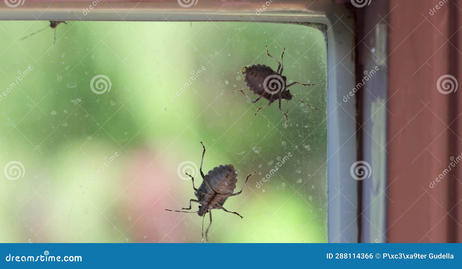 Stink Bugs Closeup on the Window Stock Footage - Video of nuisance ...