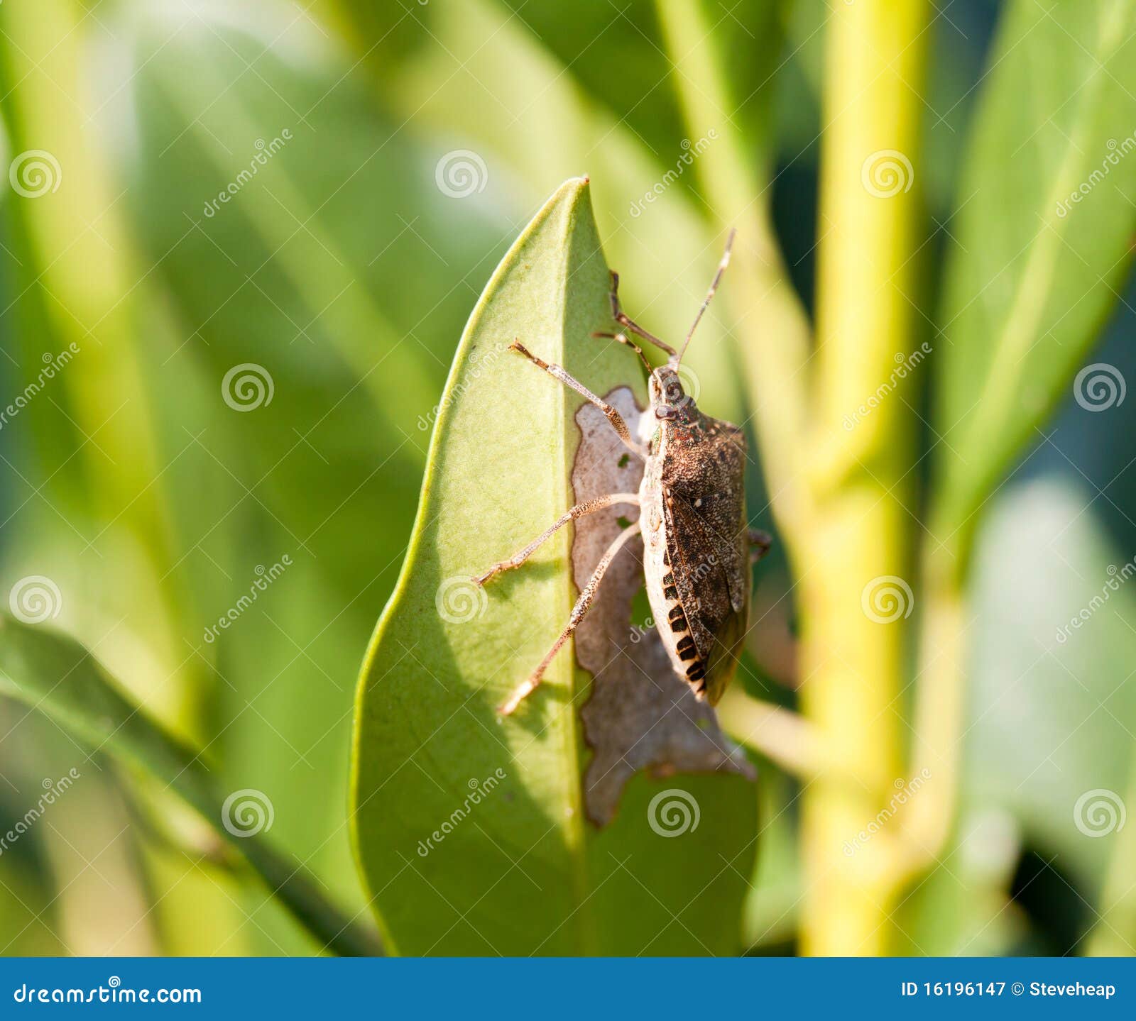 Stink insect dat blad eet stock afbeelding. Image of pantser - 16196147