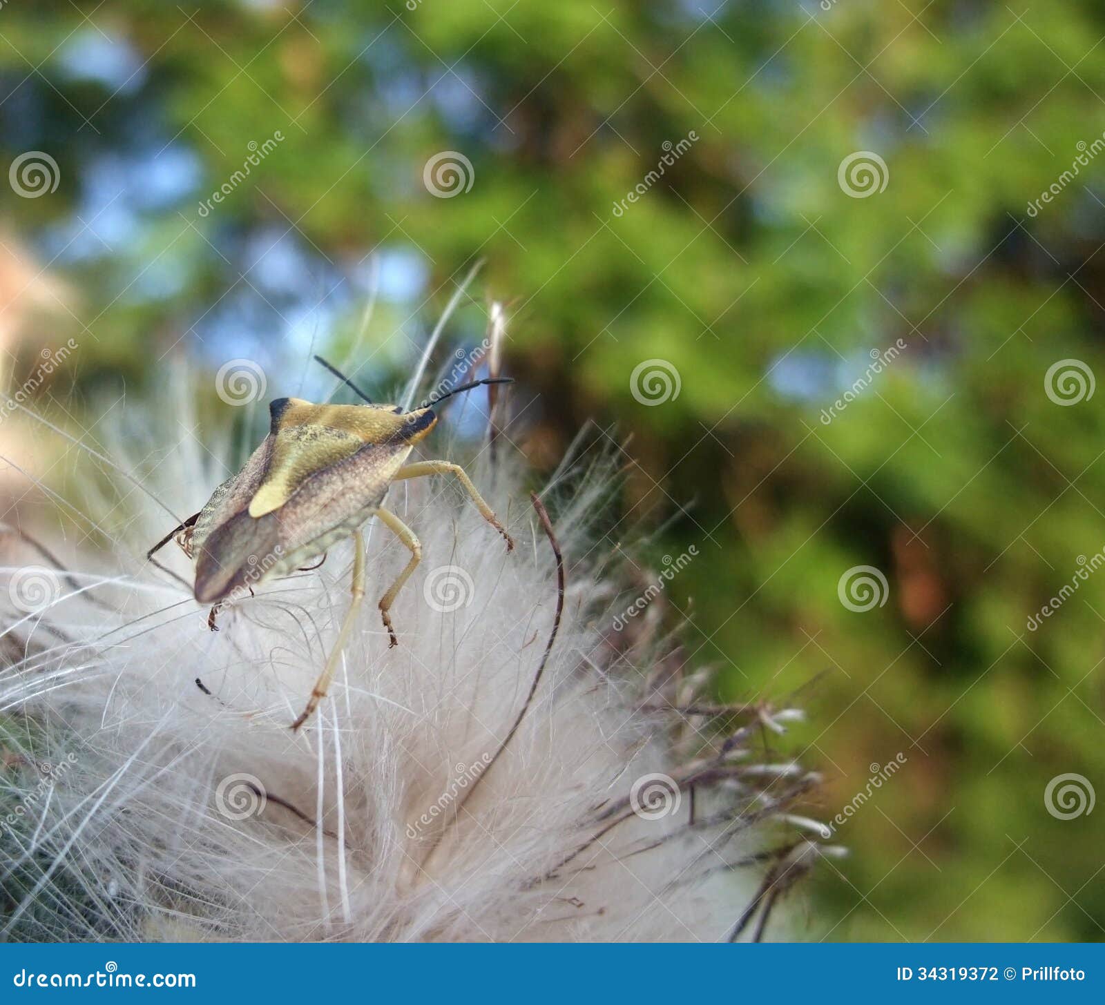 Stink Insect in De Zomertijd Stock Foto - Image of kever, ongedierte ...