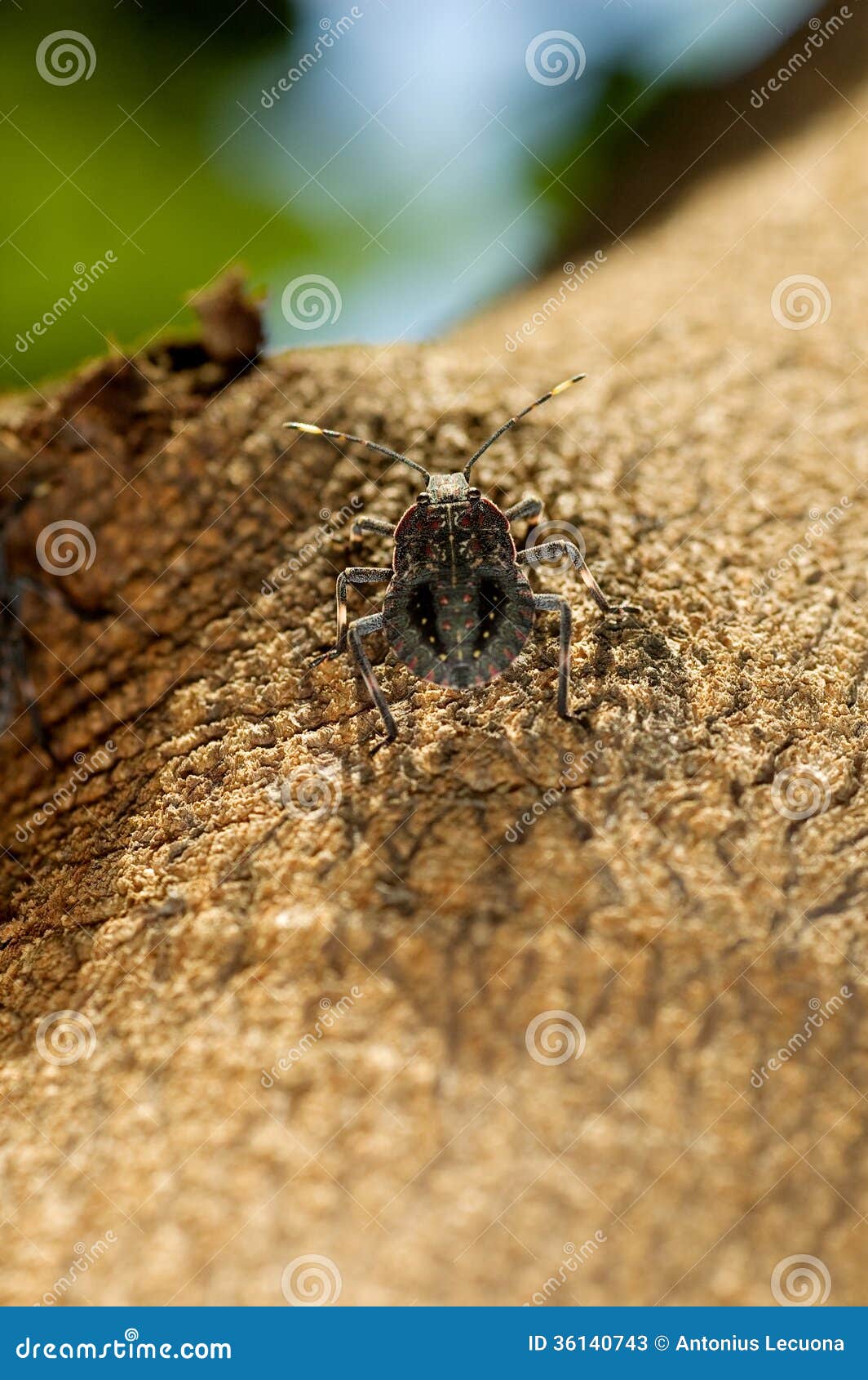 Stink insect op een boom stock afbeelding. Image of landbouw - 36140743