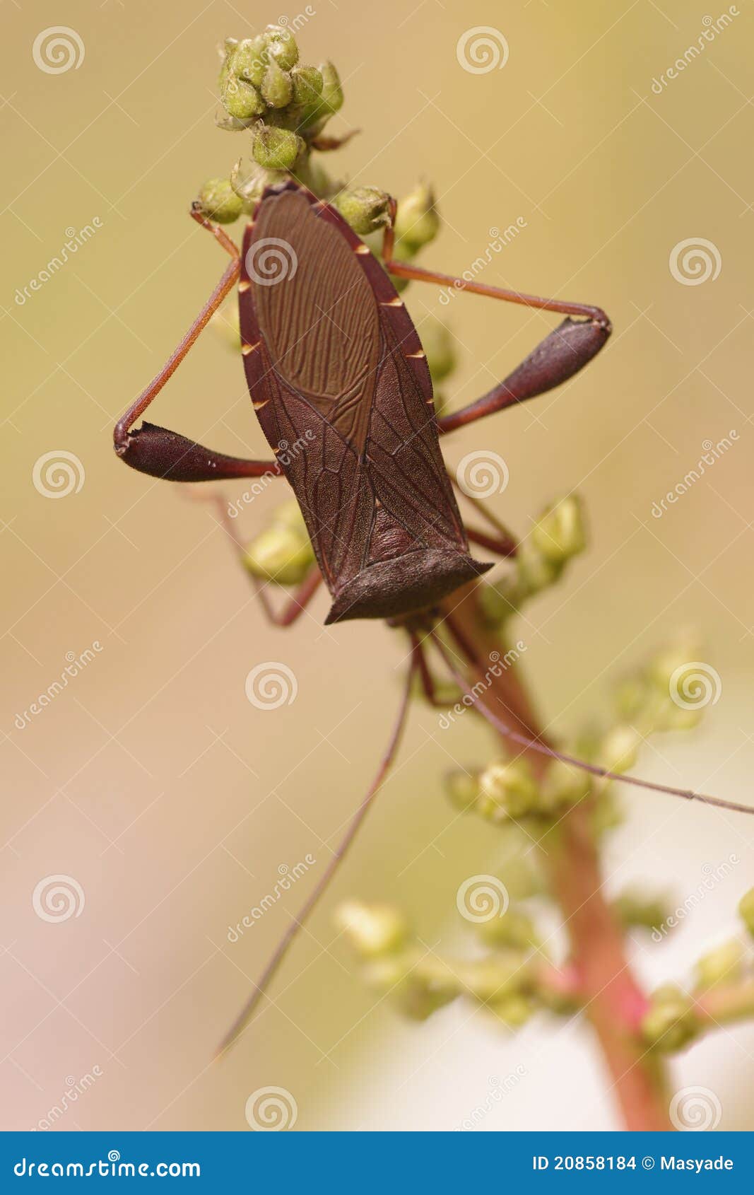 Stink Kever stock foto. Image of benen, leder, ongedierte - 20858184