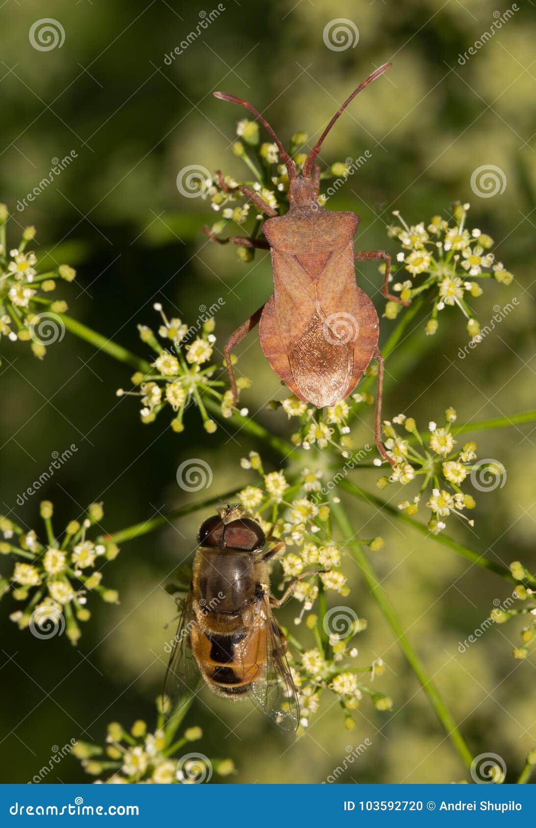 Stink Kever En Vlieg in Aard Stock Foto - Image of tand, vijver: 103592720