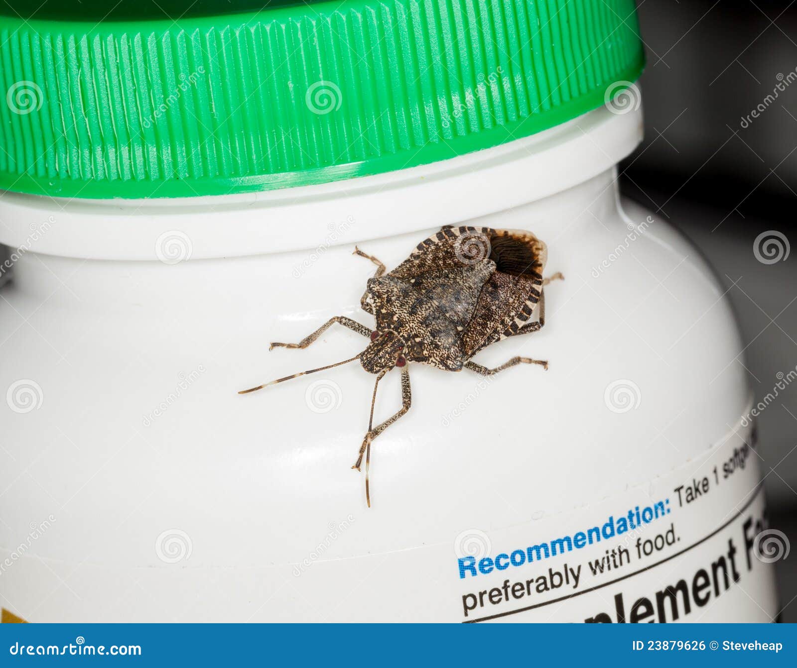 Stink or Shield Bug on Bottle of Vitamins Stock Photo - Image of green ...