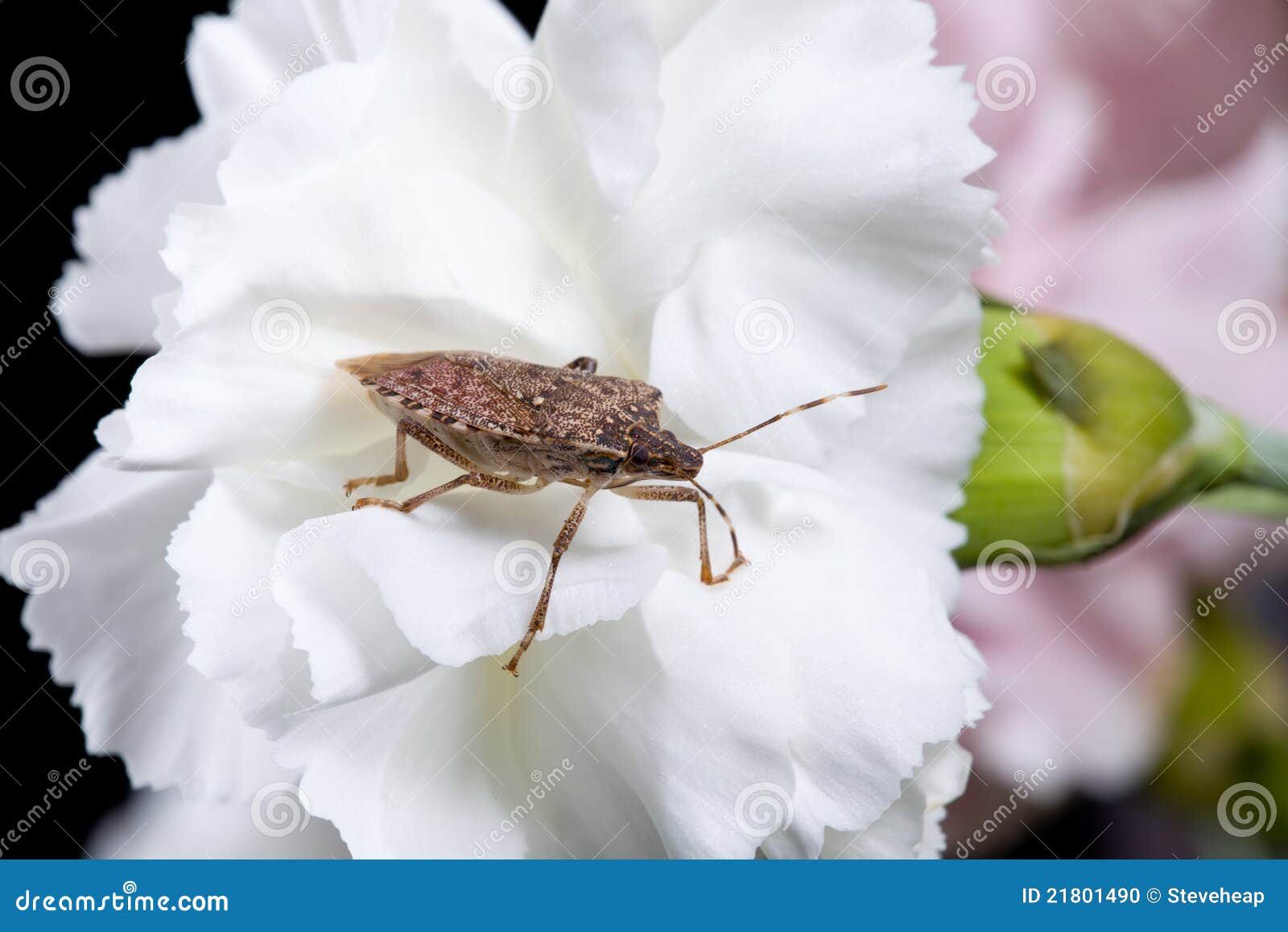 Stink Aka Shield Bugs, Nezara Viridula, Adult In Winter Colors. Top And ...