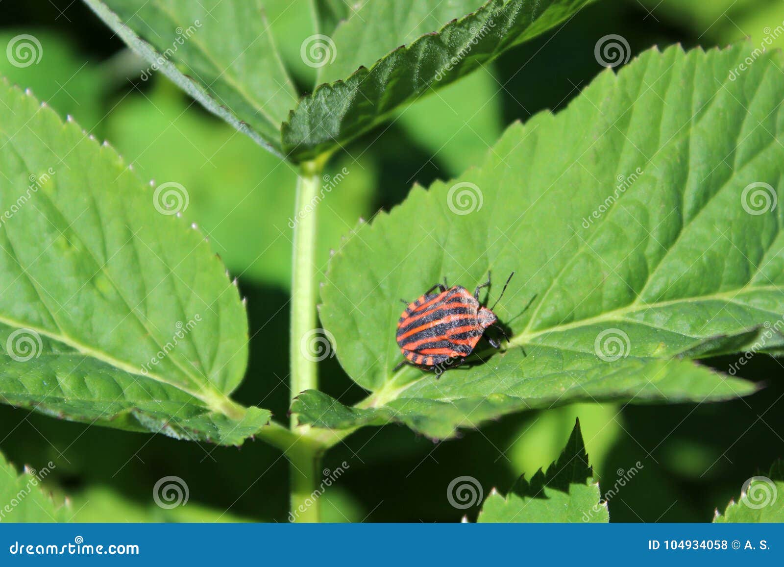 Stink or Shield Bug Italian Striped Bug, Also Known As Minstrel on a ...