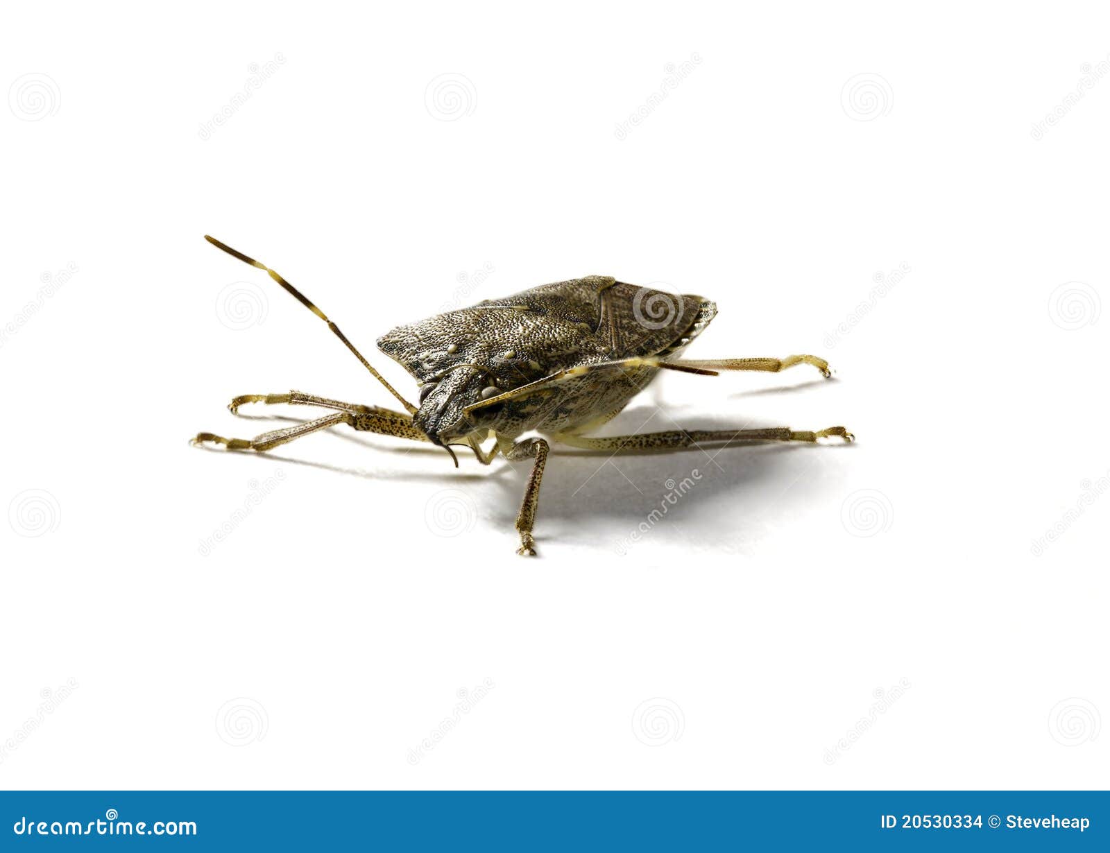 Stink Aka Shield Bugs, Nezara Viridula, Adult In Winter Colors. Top And ...