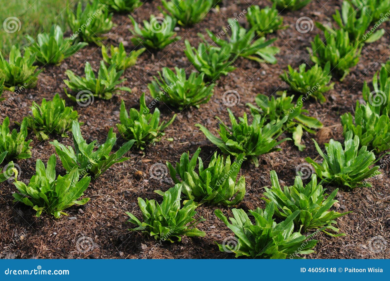 Stink weed stock photo. Image of crustose, rainenn, impeller - 46056148