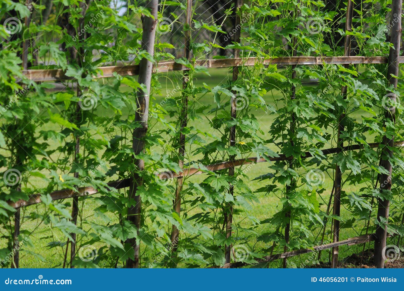Stink weed stock image. Image of macro, fungus, green - 46056201