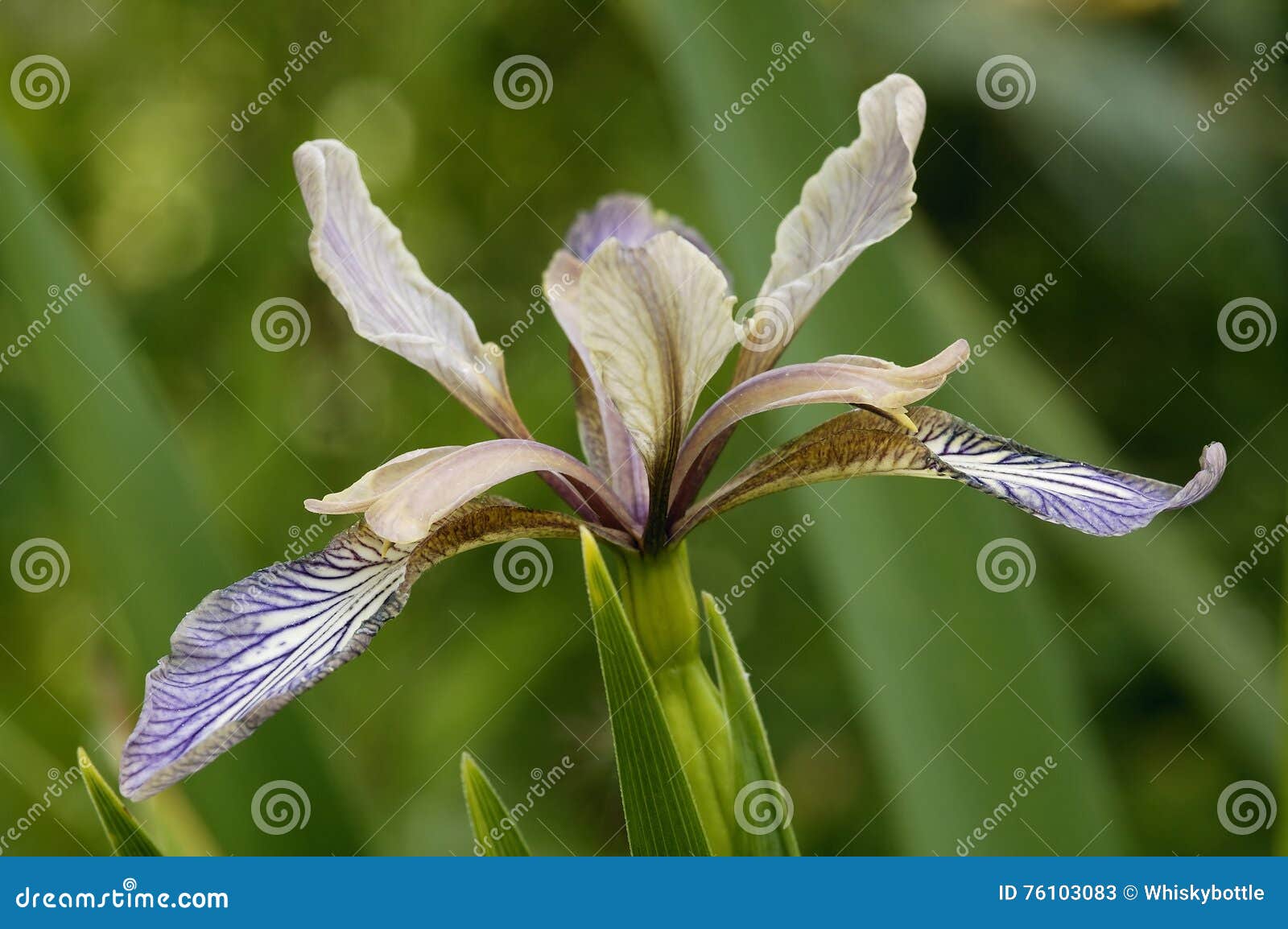 Stinka irins fotografering för bildbyråer. Bild av blomma - 76103083