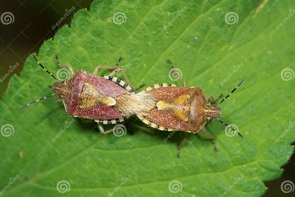 Stinkbug stock photo. Image of animals, wild, life, closeup - 25544692