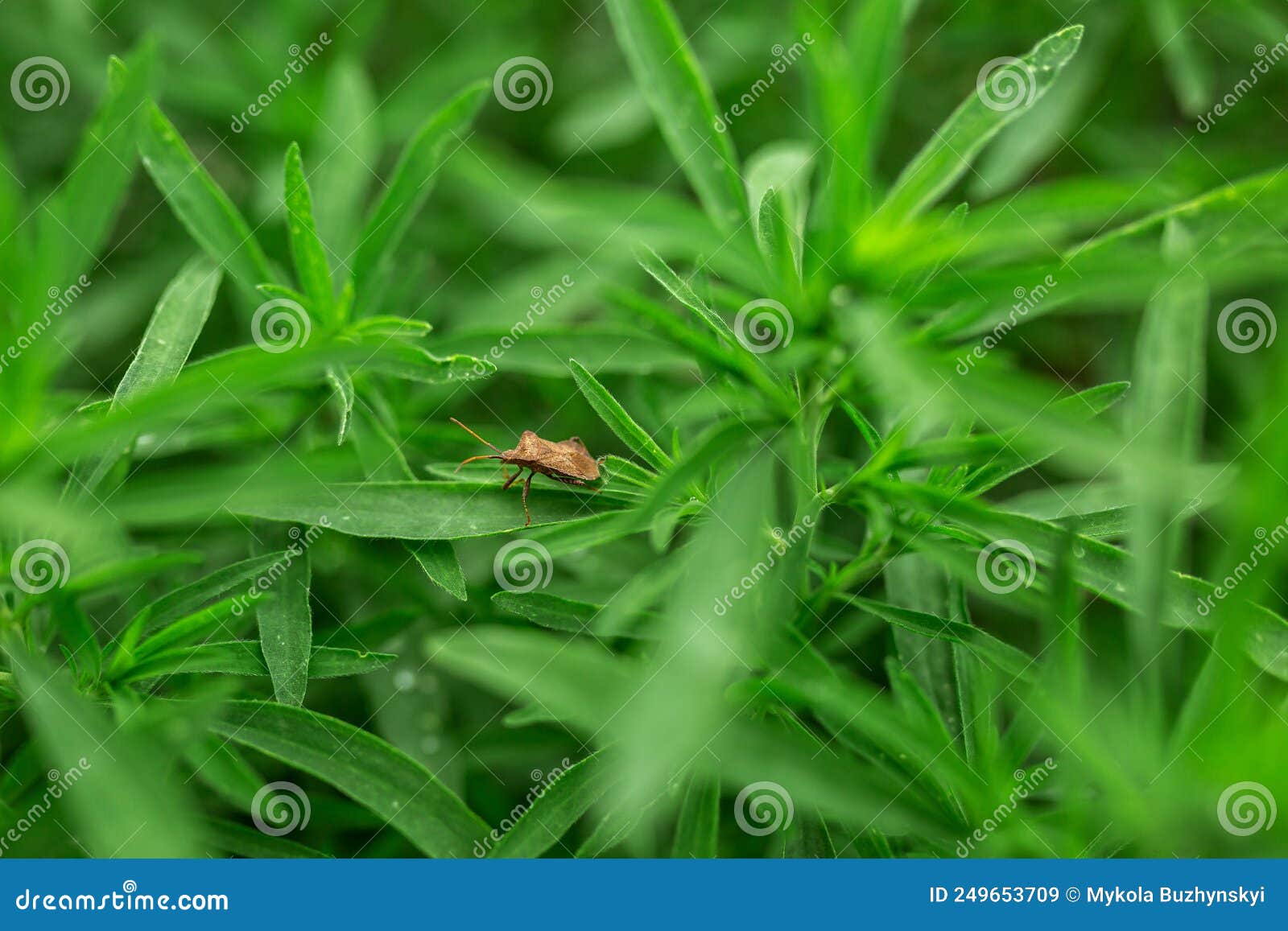 A Stinkbug Beetle Bug Sits on Grass Leaves Stock Image - Image of ...