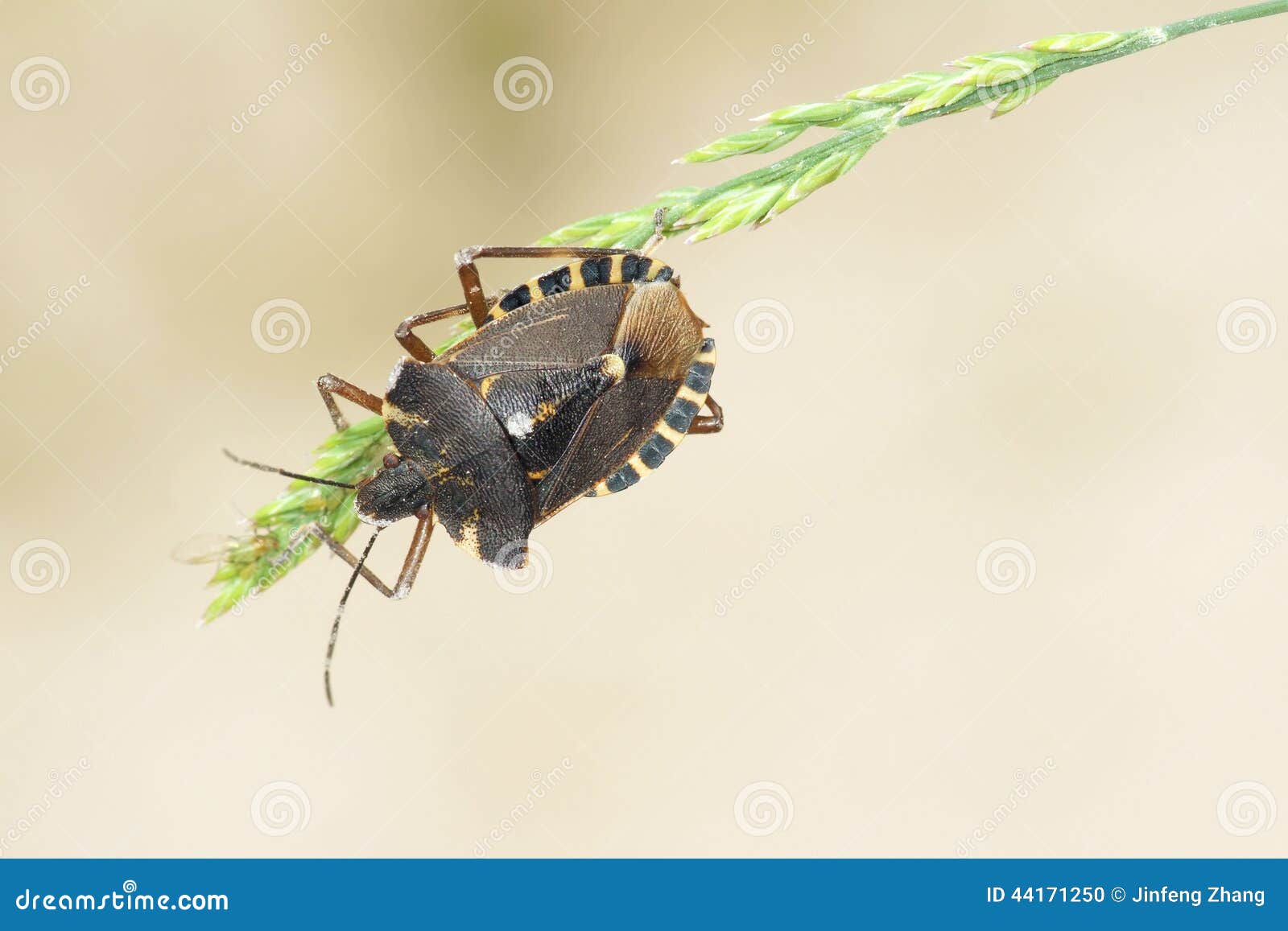 Stinkbug stock photo. Image of pentatomidae, animal, macro - 44171250