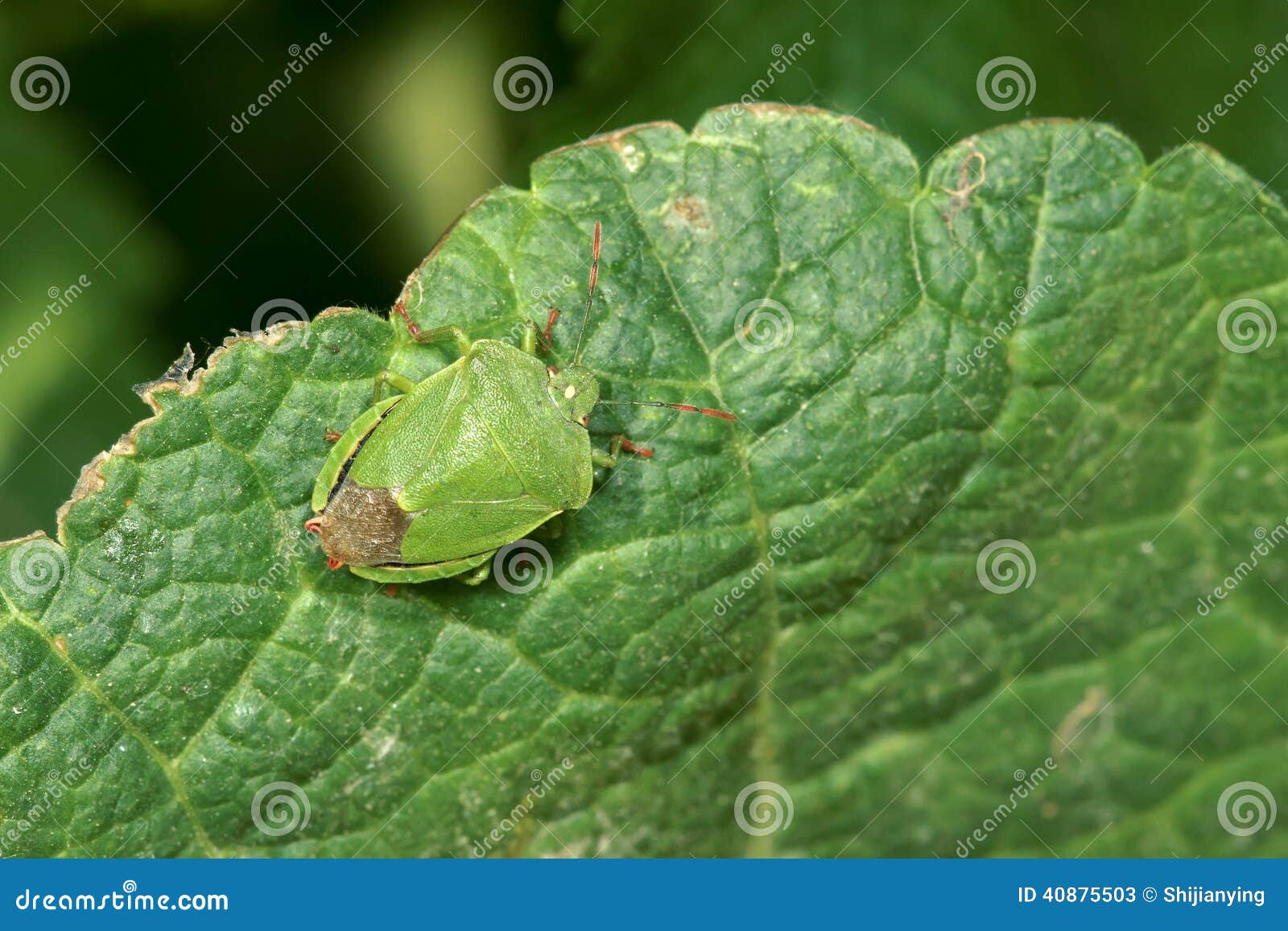 Stinkbug stock image. Image of life, closeup, leaf, insects - 40875503