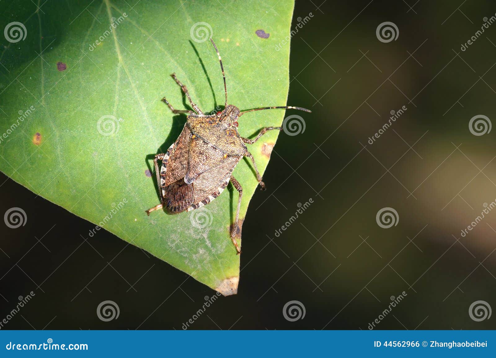 Stinkbug stock photo. Image of insects, leaf, animals - 44562966