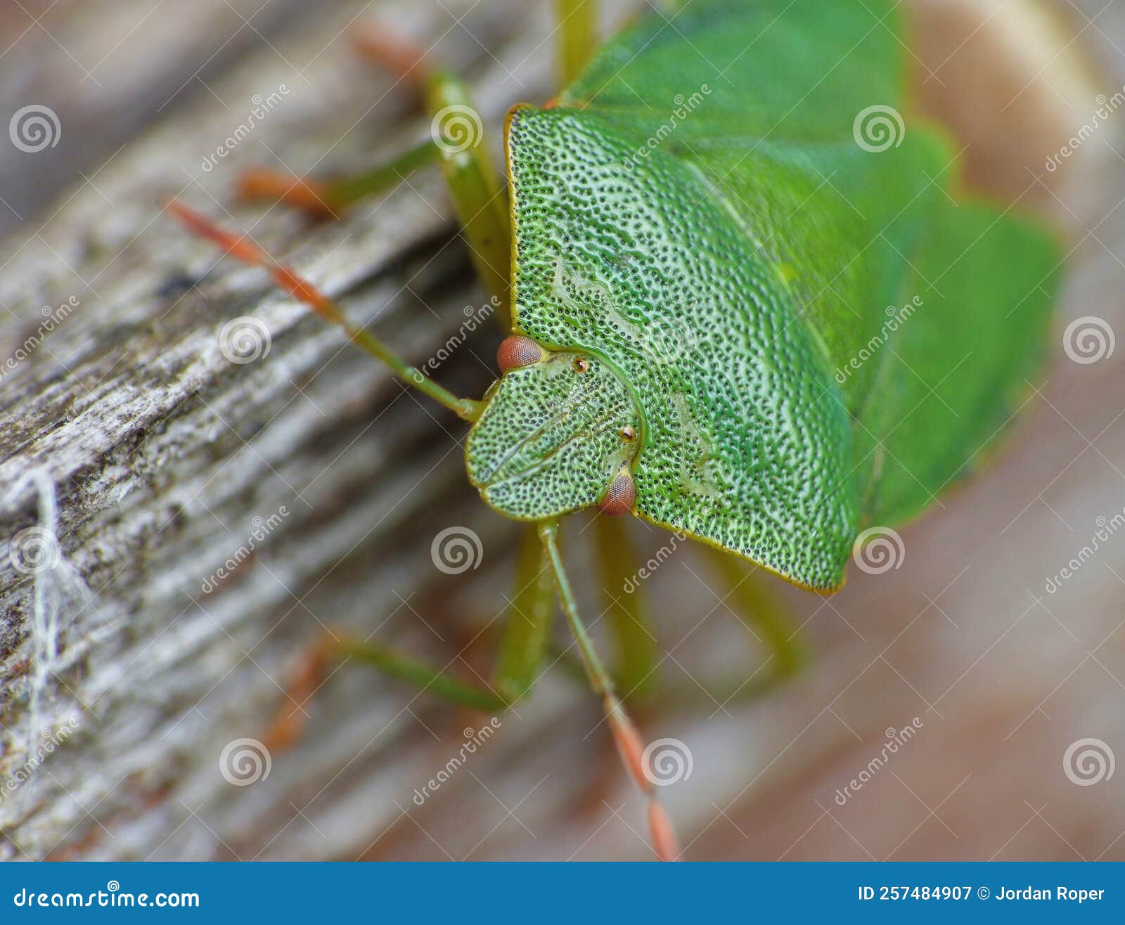 Stinkbug stock image. Image of closeup, summer, spring - 257484907