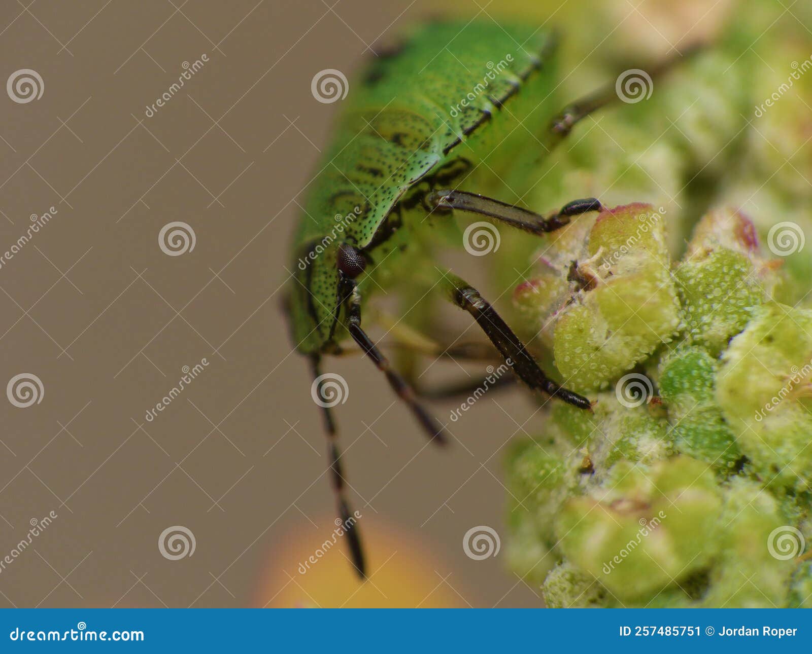 Stinkbug stock image. Image of limb, extreme, lychee - 257485751