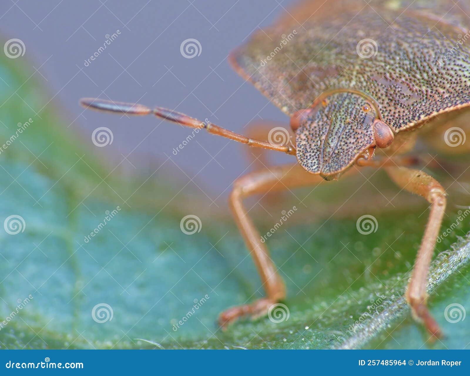 Stinkbug close up stock photo. Image of entomology, leaf - 257485964