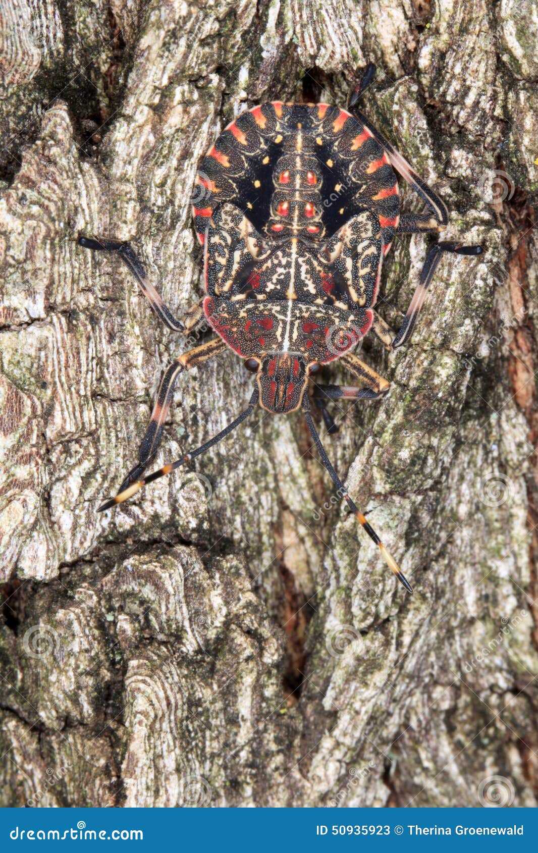 Stinkbug stock image. Image of insect, nature, life, wildlife - 50935923