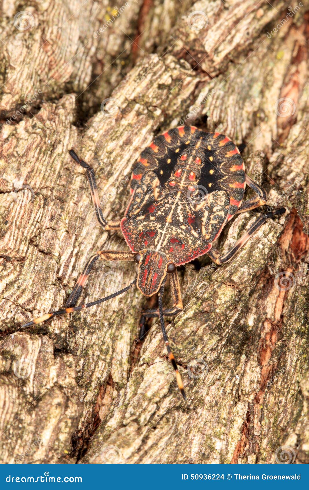 Stinkbug stock photo. Image of bugs, stump, natural, camouflaged - 50936224