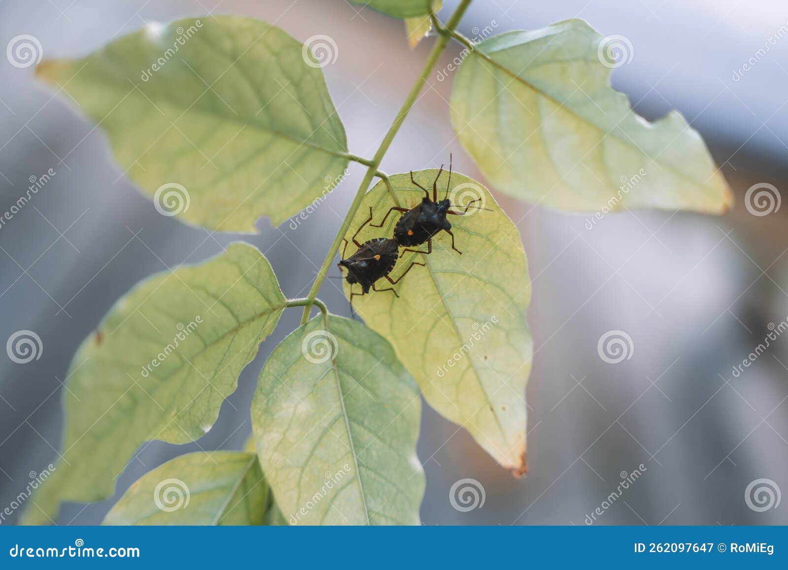 Stinkbugs Mating On A Leaf - Reproduction Royalty-Free Stock ...