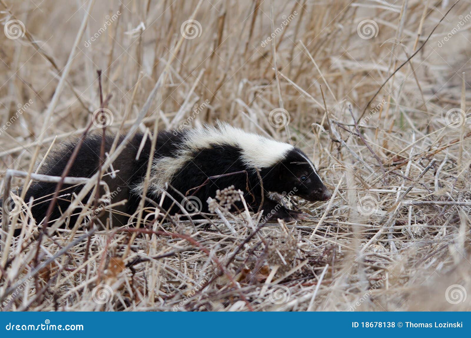 Stinkdier stock foto. Image of stinkdier, buiten, geur - 18678138
