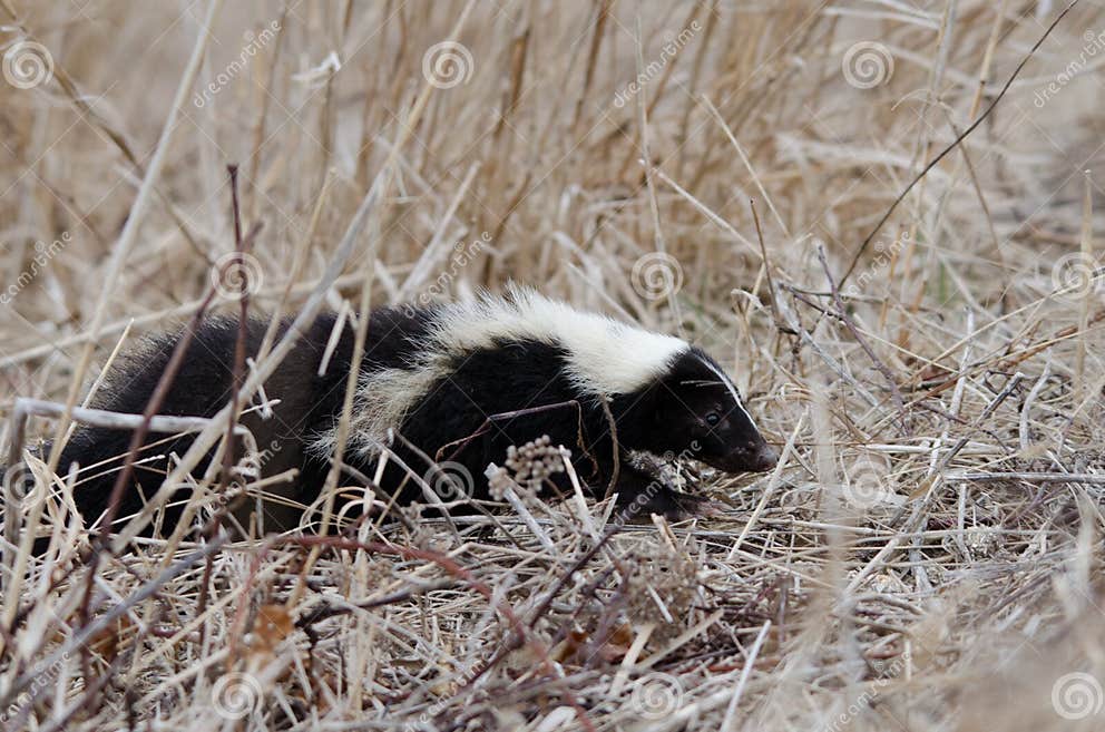 Stinkdier stock foto. Image of stinkdier, buiten, geur - 18678138