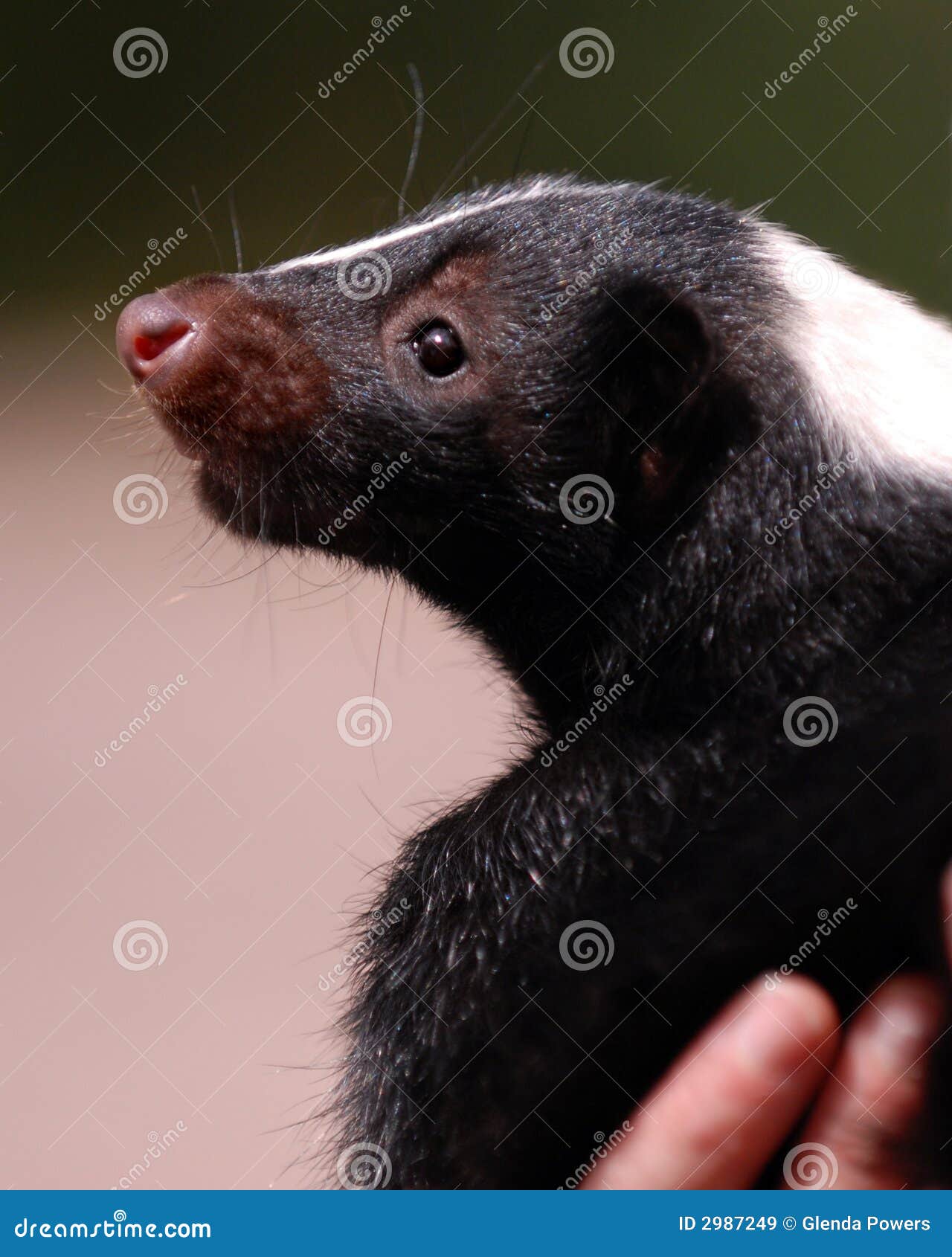 Stinkdier! stock afbeelding. Image of boswachter, neus - 2987249